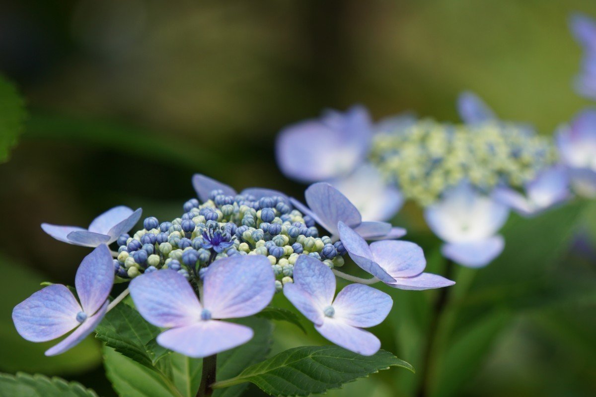 使える画像追加 紫陽花三種｜yasuu_kusayan｜note