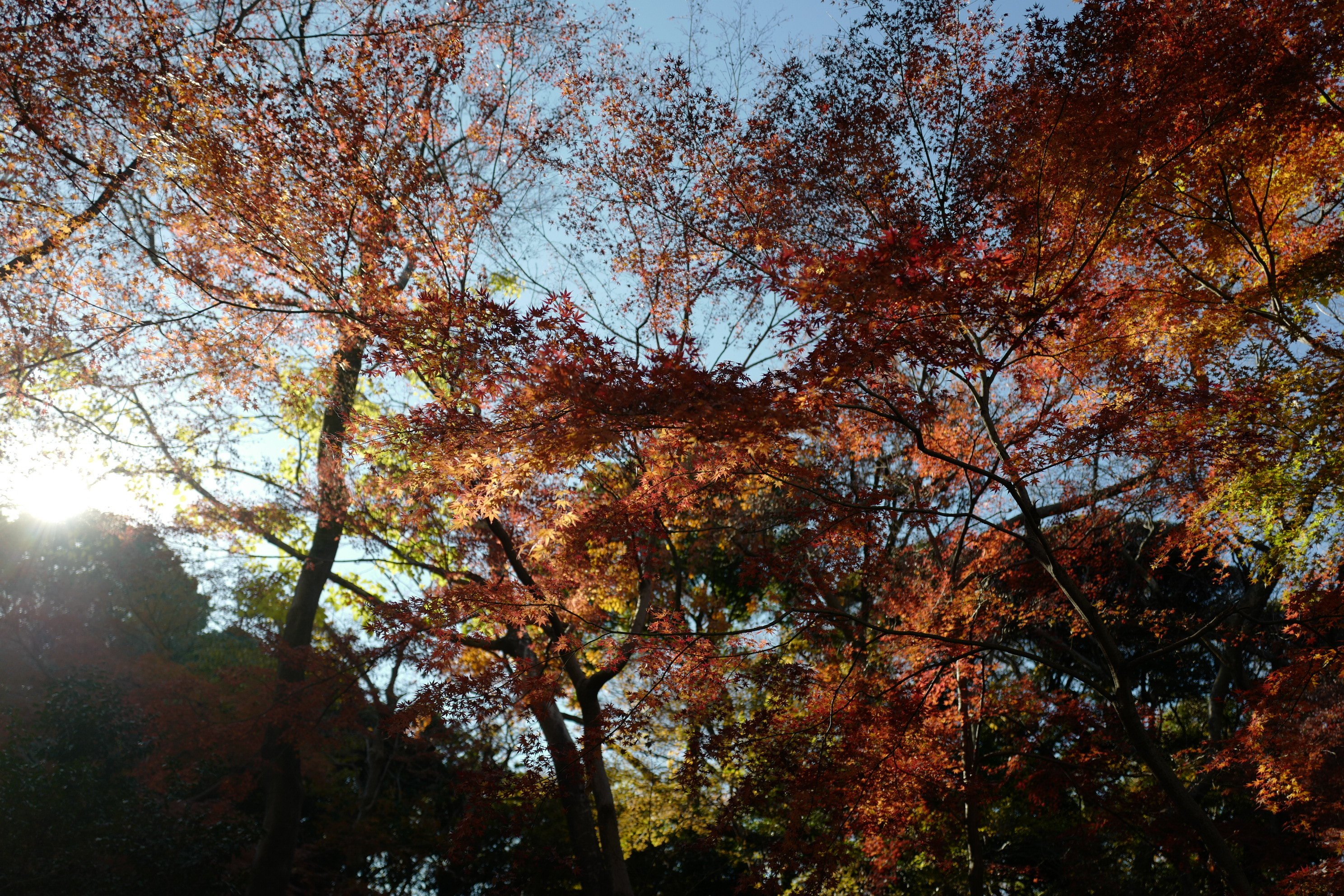 六義園 2020 冬｜DOLLY LIFELOG