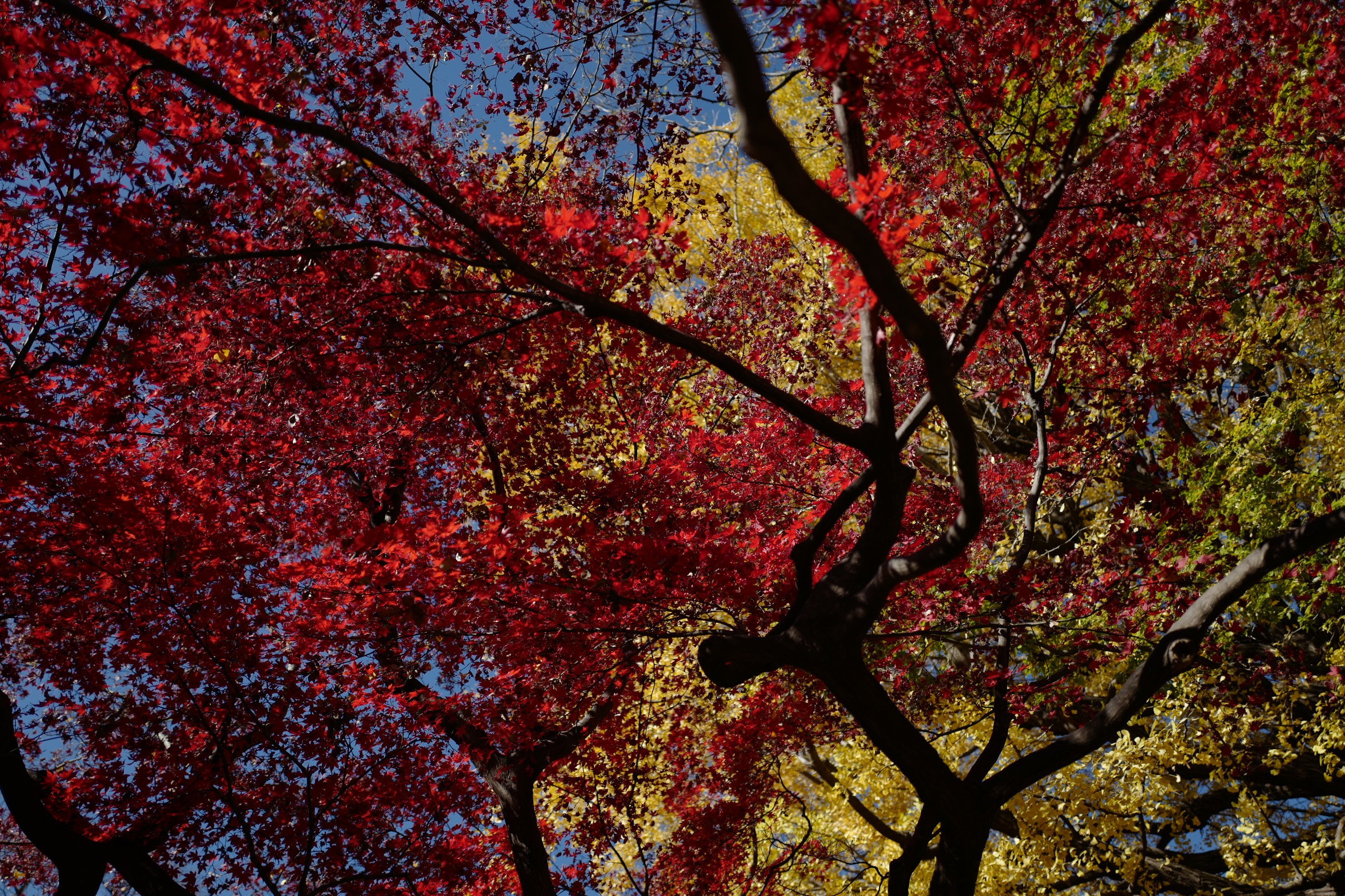 六義園 2020 冬｜DOLLY LIFELOG