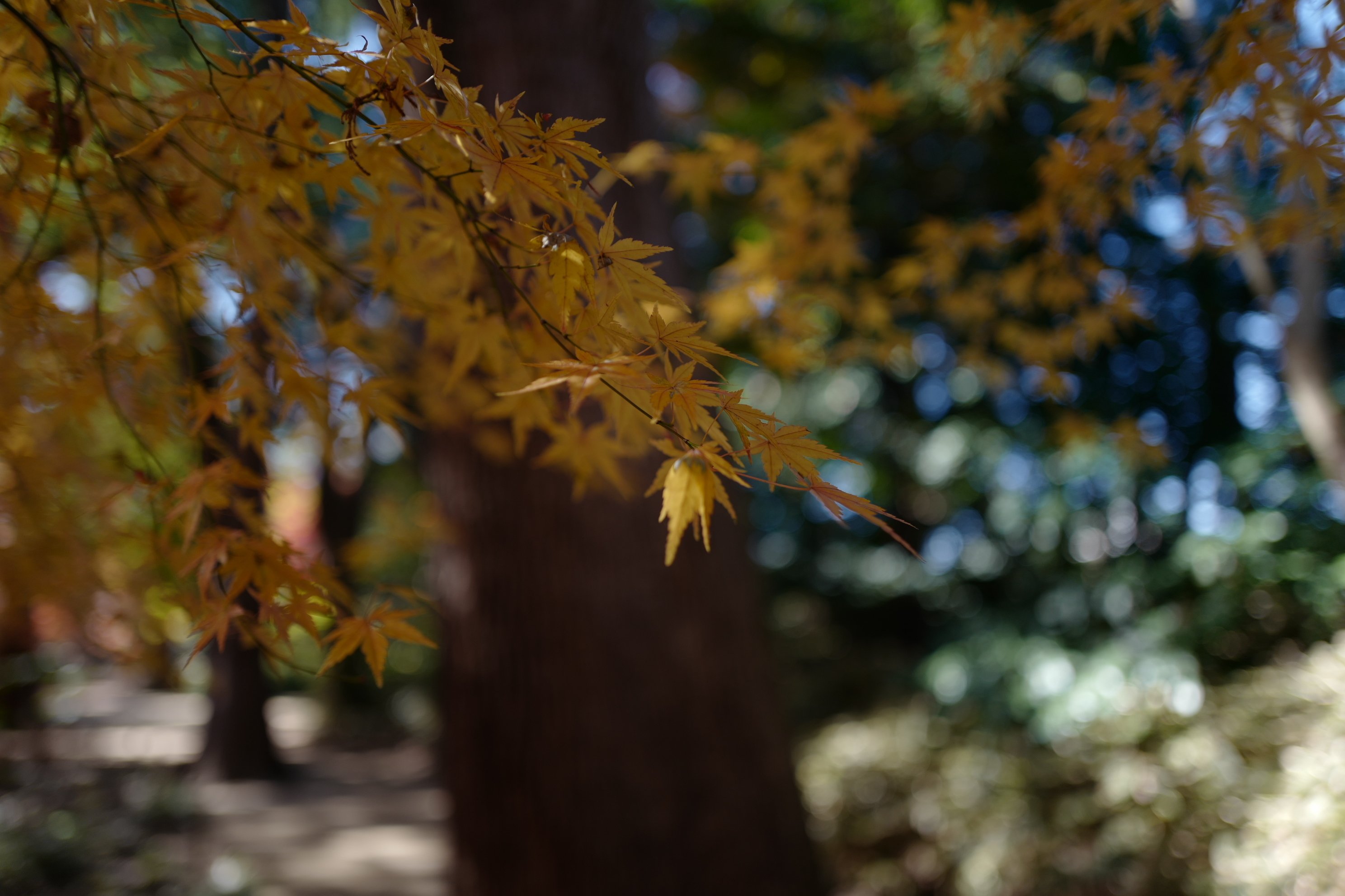 六義園 2020 冬｜DOLLY LIFELOG