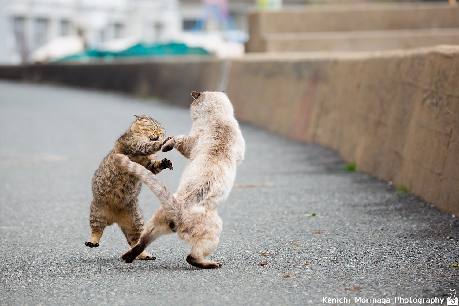 猫の歩行 _ 岩合さんの猫歩き – BSKRS