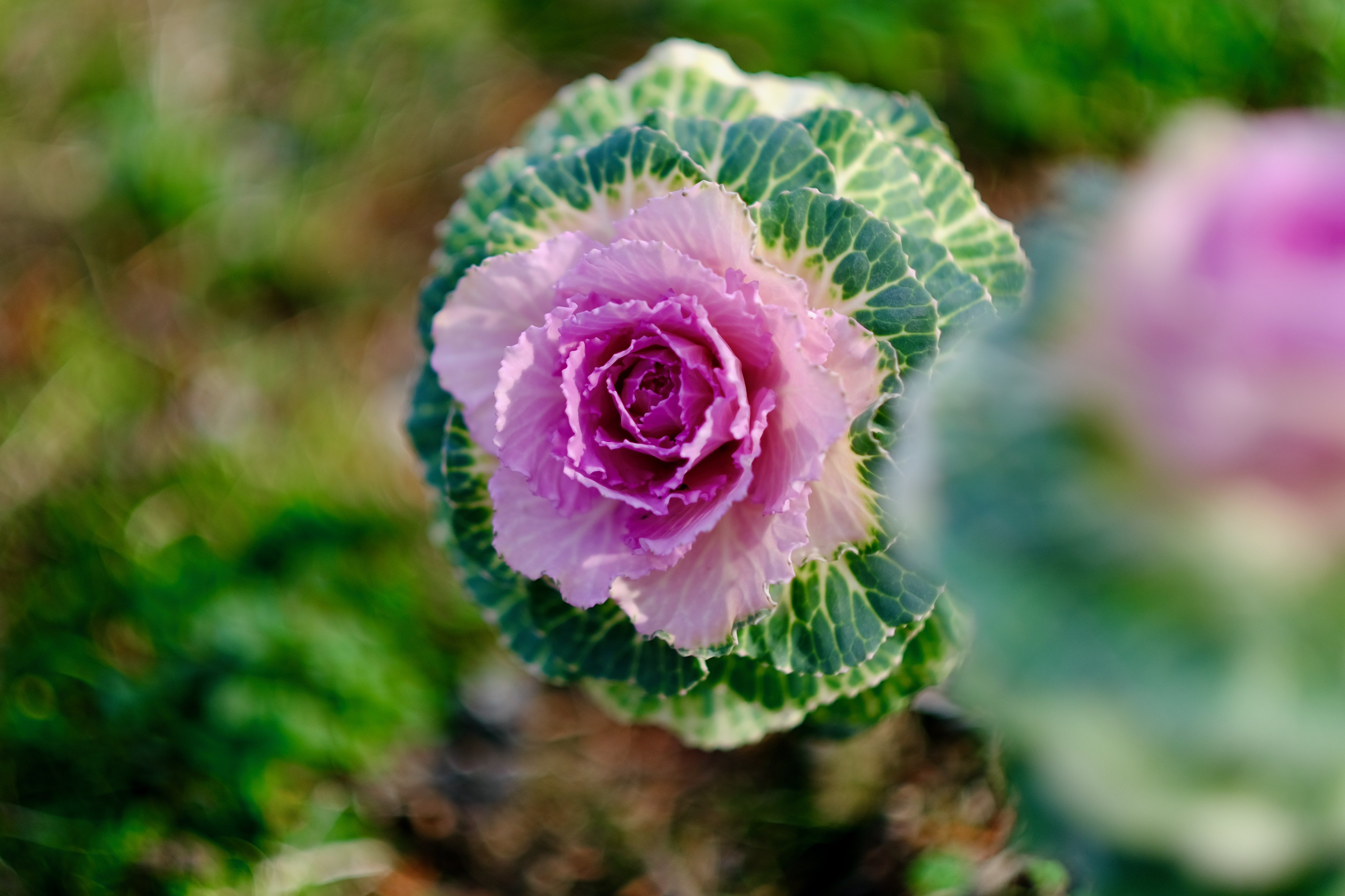 FUJIFILM XF56mmF1.2 R で切り取る日常｜temoki / Tomoki Kobayashi