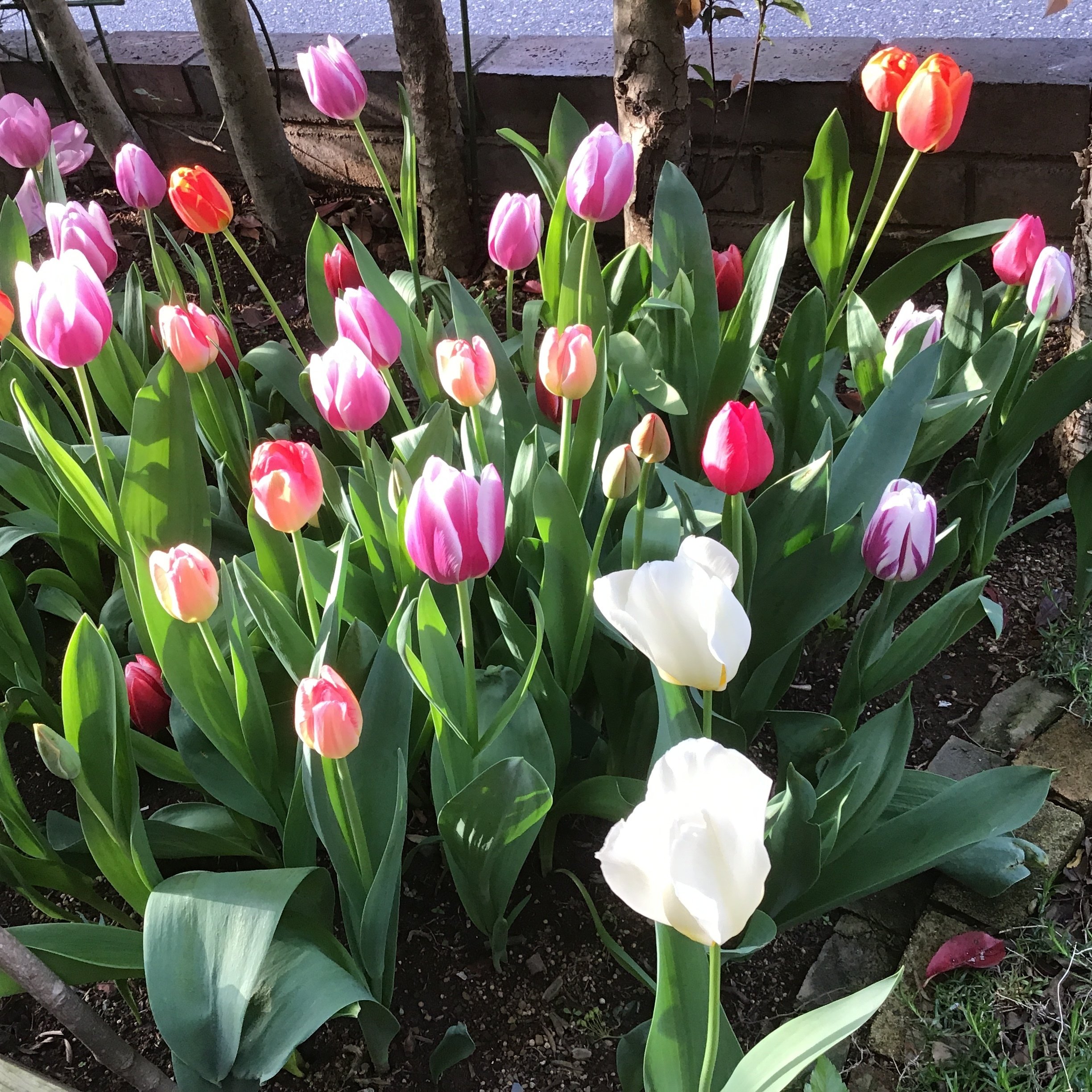 今朝のチューリップ｜さみみのみみは何の耳？