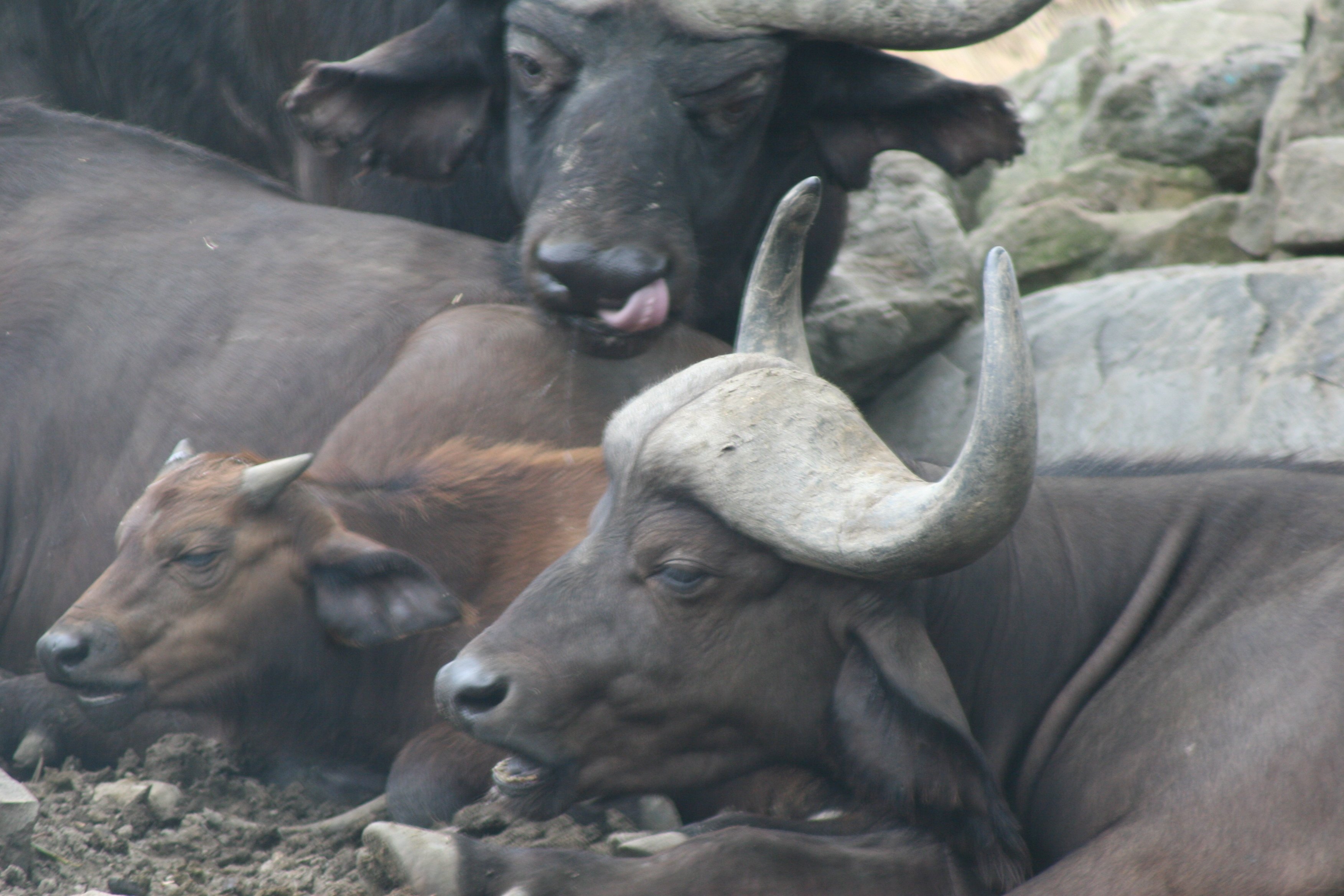 バッファロー｜駿河倫太郎