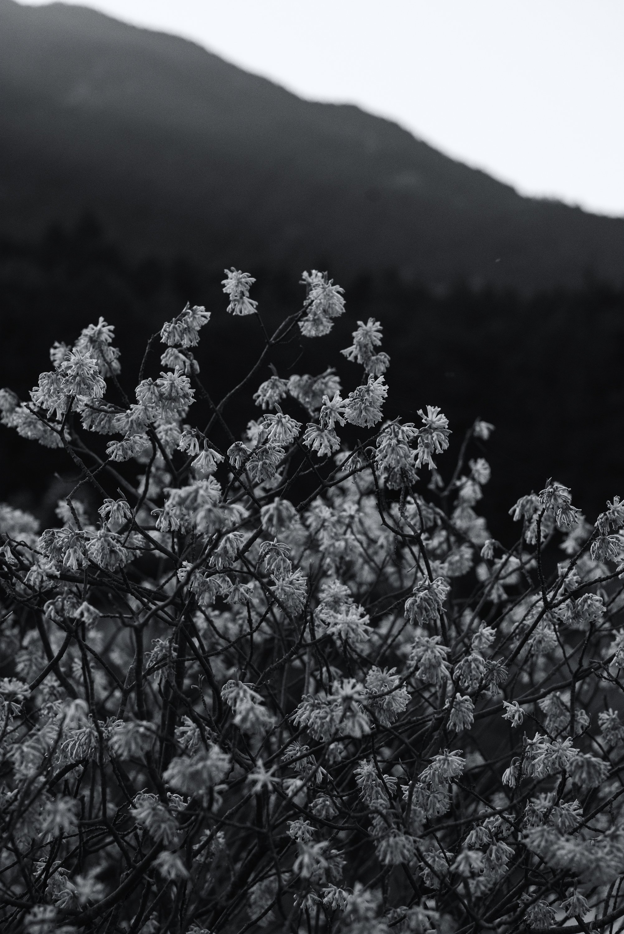 monocoating + monochrome -- olympus sonnar(early model)｜OsakaNostalgia