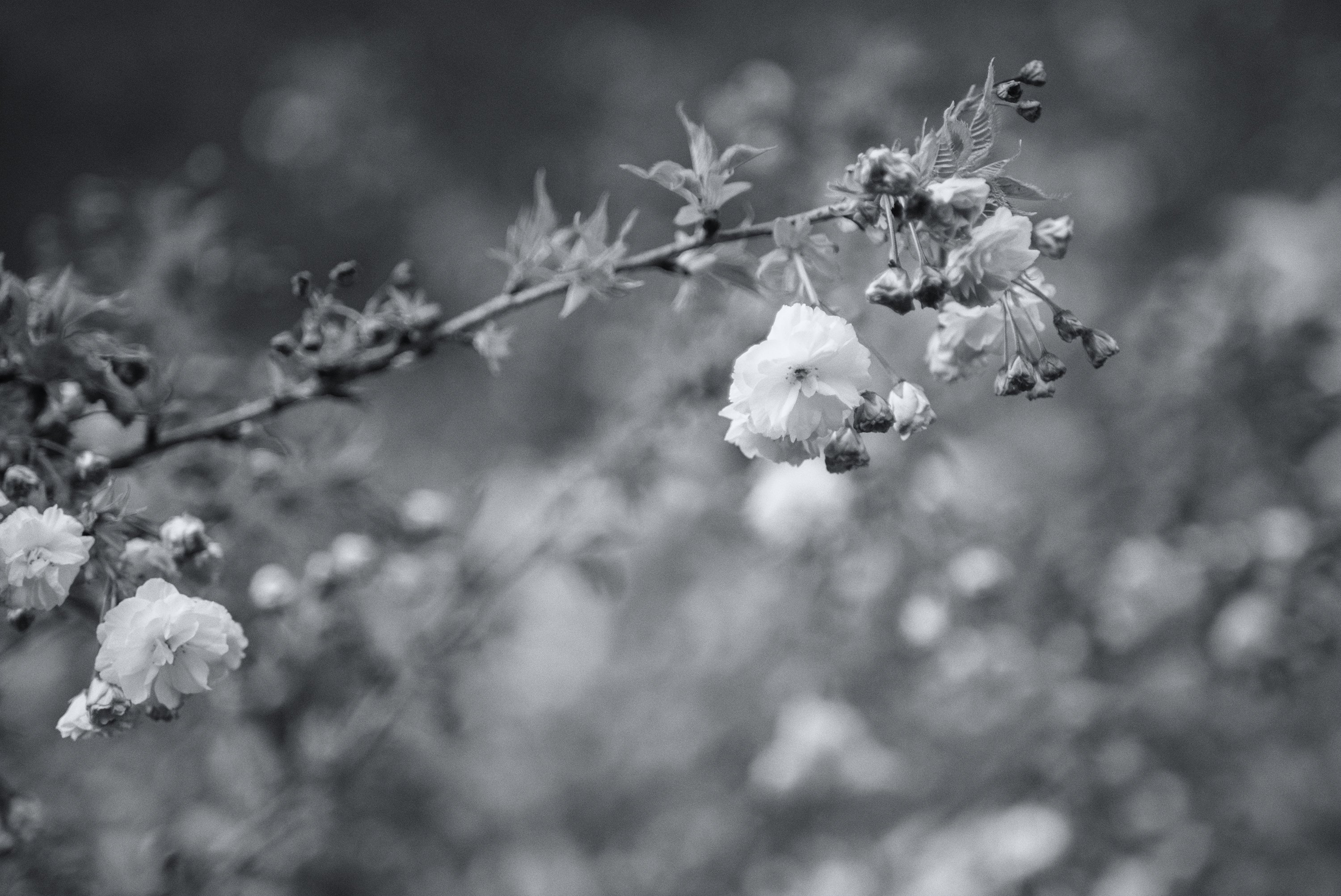 monocoating + monochrome -- olympus sonnar(early model)｜OsakaNostalgia