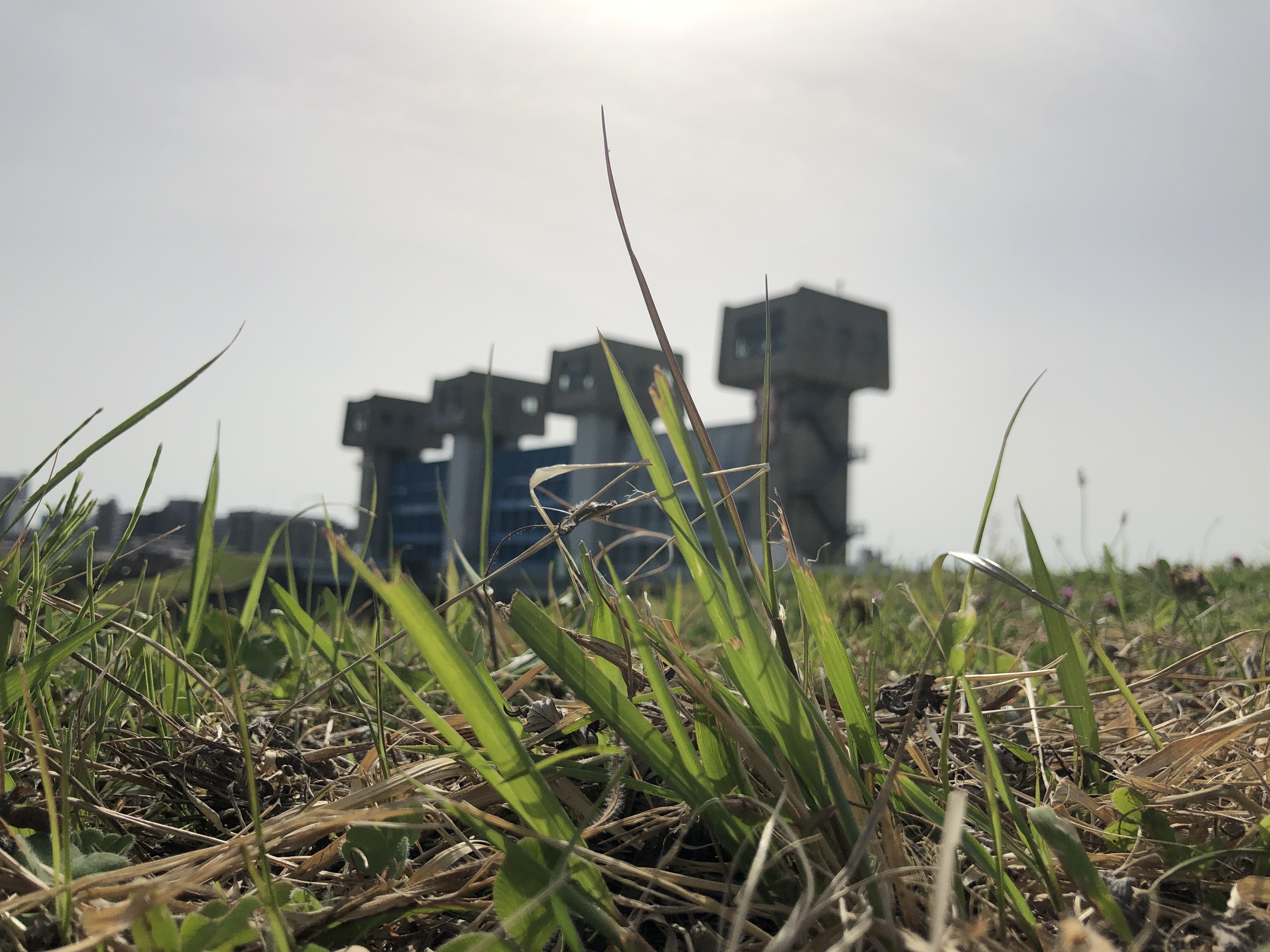 re-insectview_17｜Yasu Koma