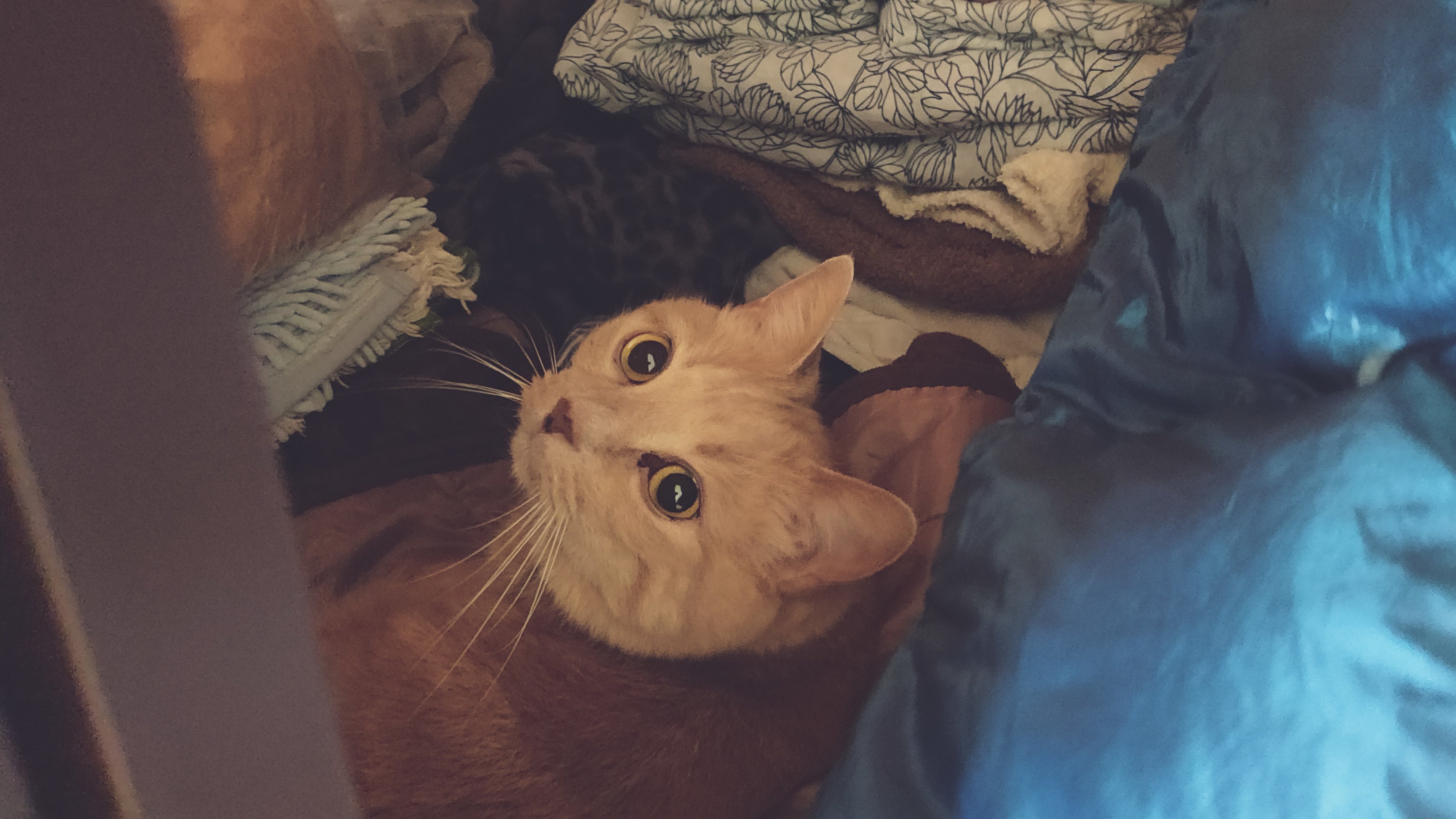 おしいれ泊でした ｜ryosukewexer