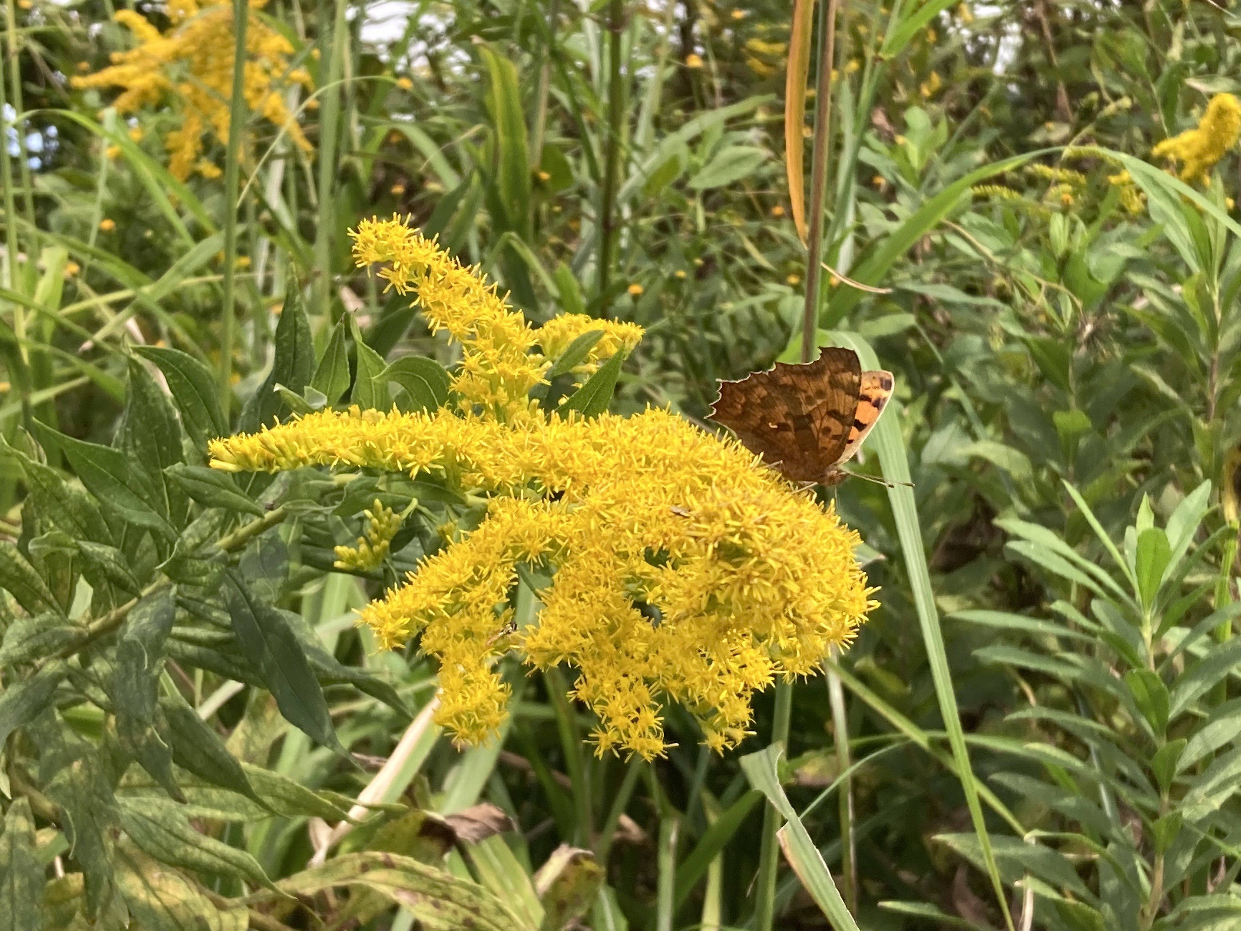 秋の草花と虫たち｜ときた ゆう 