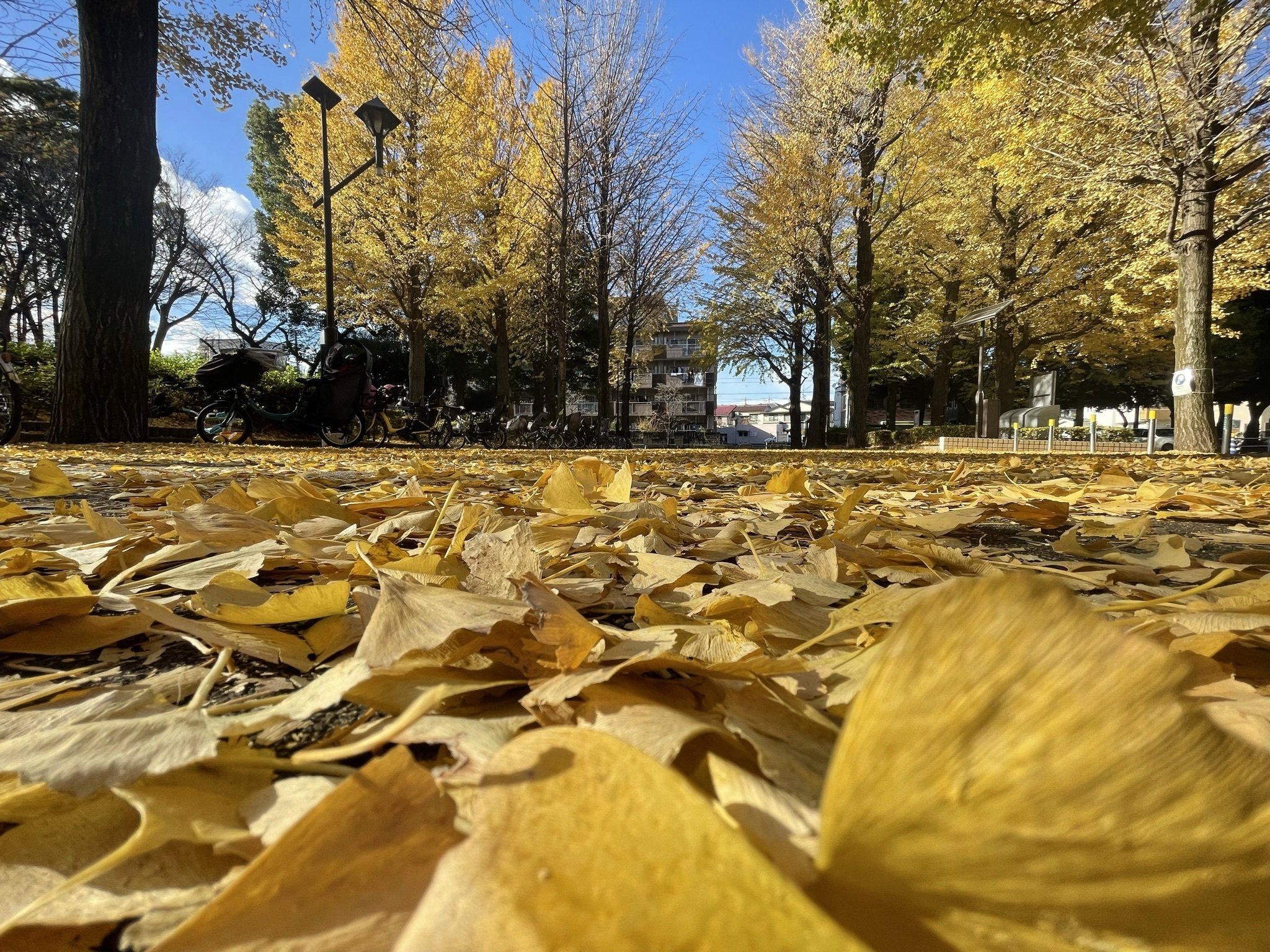 re-insectview_39｜Yasu Koma