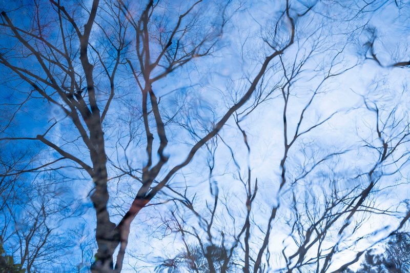 融けていく風景 (reflection/distortion_tree_07)｜ぷらいまり。