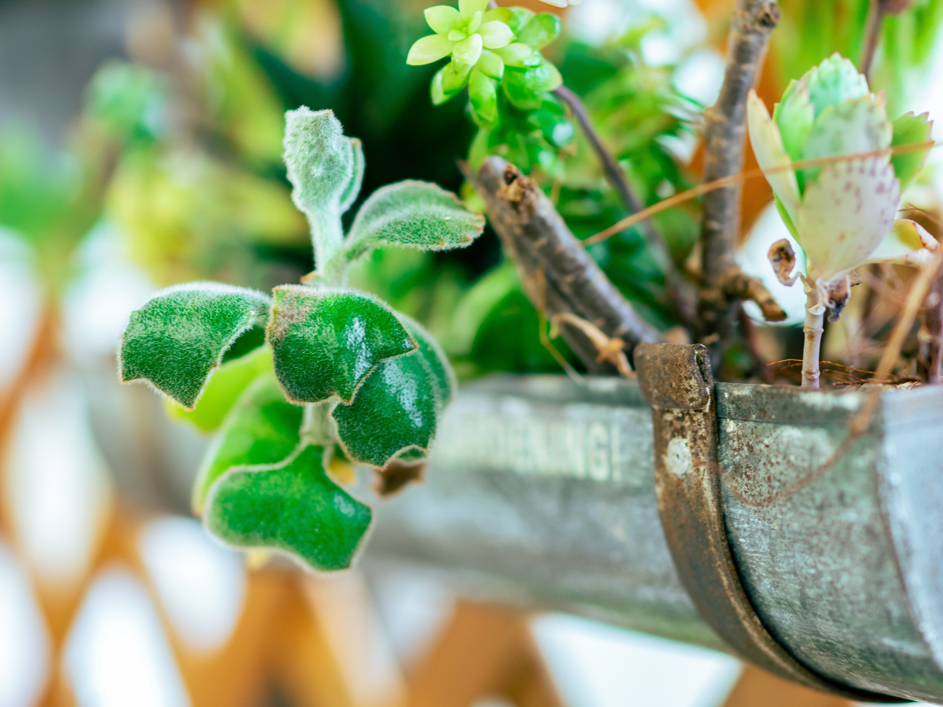 植物園・散歩｜yuki ota｜note