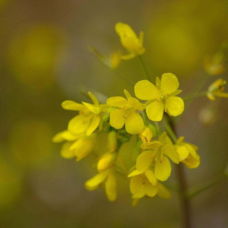 もう菜の花が咲いている｜utsuno