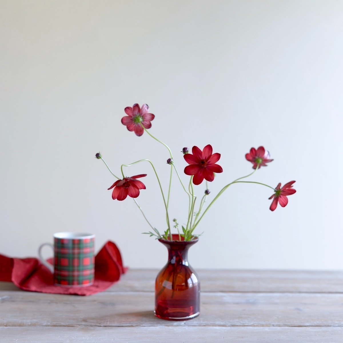 一日遅れのチョコレートコスモス｜季節花人 | Shoko Kondo