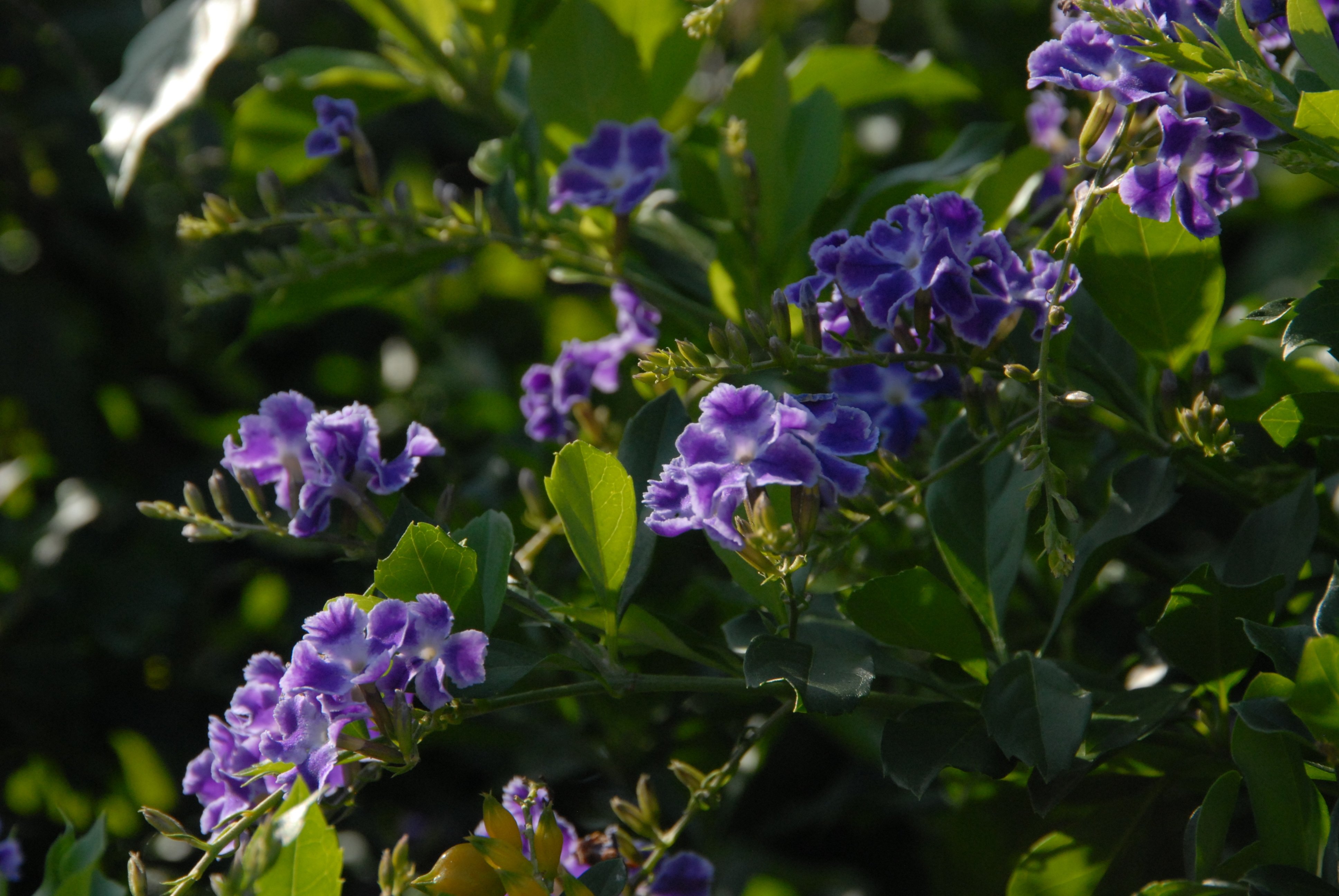 花のある情景｜38gi.ryu