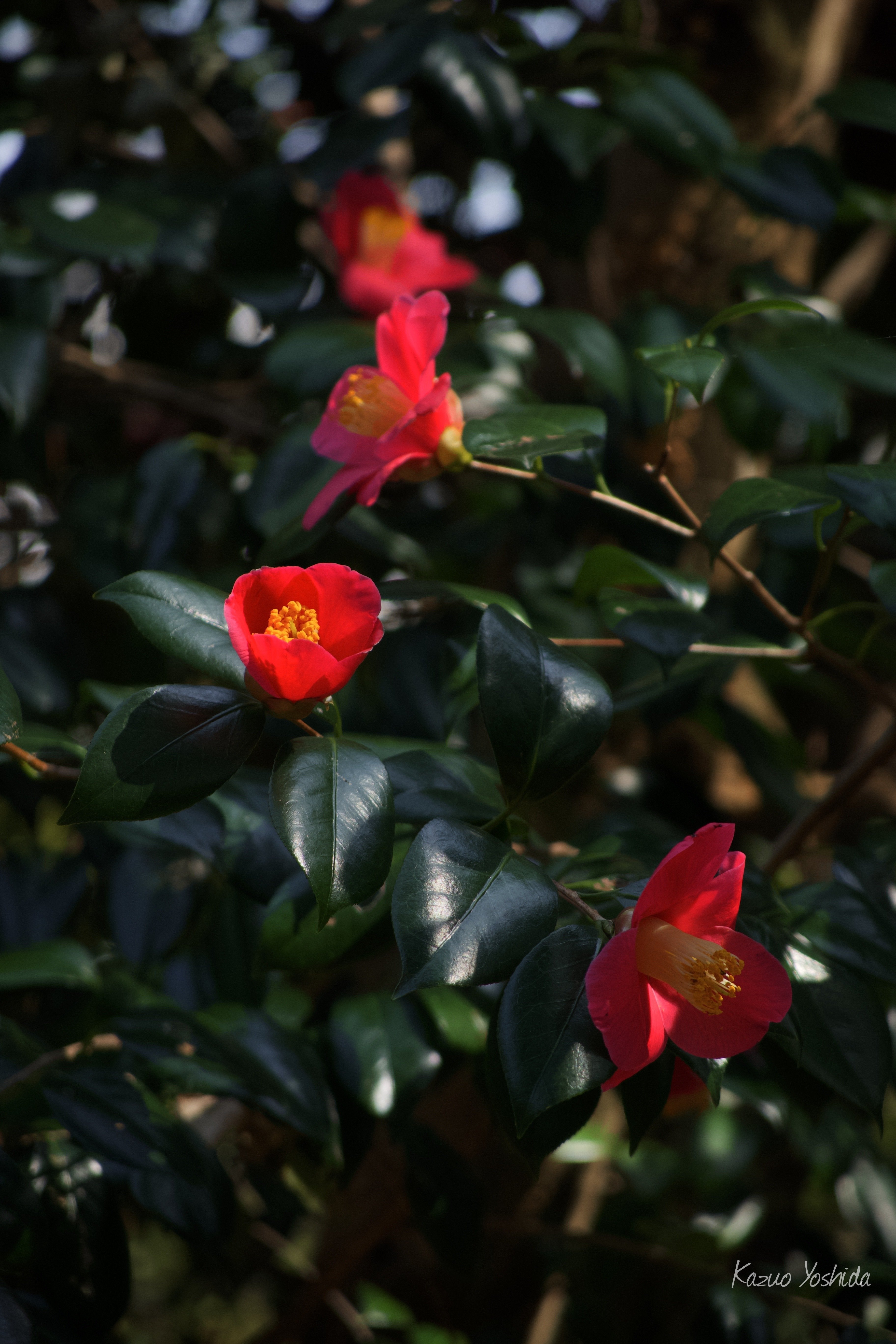 藪椿の花｜Kazuo Yoshida