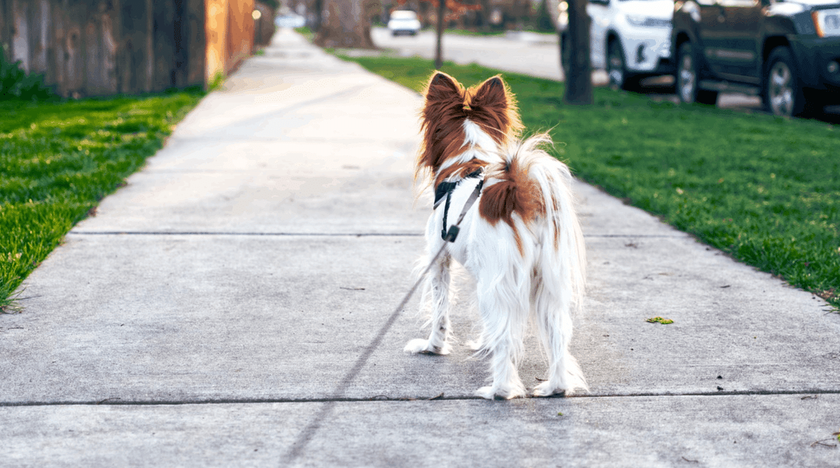 動物と暮らす。 Vol.24｜HEKA Petlife株式会社