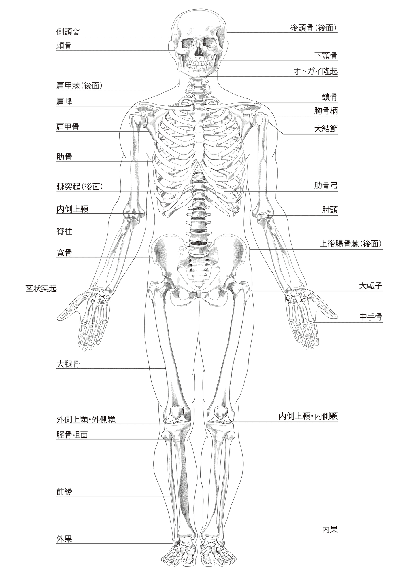 解剖学のための人間の骨格モデル、関節のない人間の骨格、組み立て 解剖学のための人間の骨格モデル、関節のない人間の骨格、組み立て