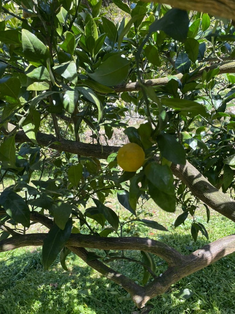 TSUKURU徳島見聞録！〜 DAY2 〜｜TSUKURU株式会社｜note