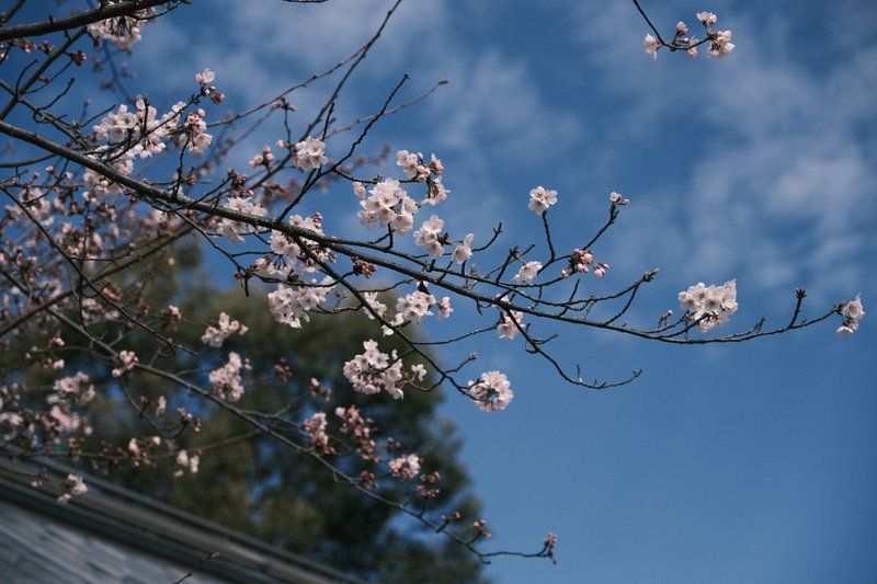 クラシックネガで撮る桜｜utsuno｜note