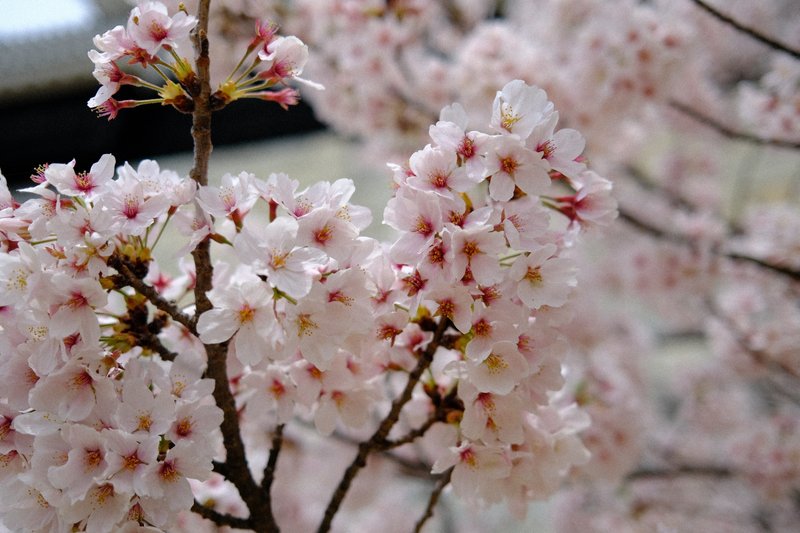 note2周年記念。そしてX100Vで撮る桜｜utsuno｜note