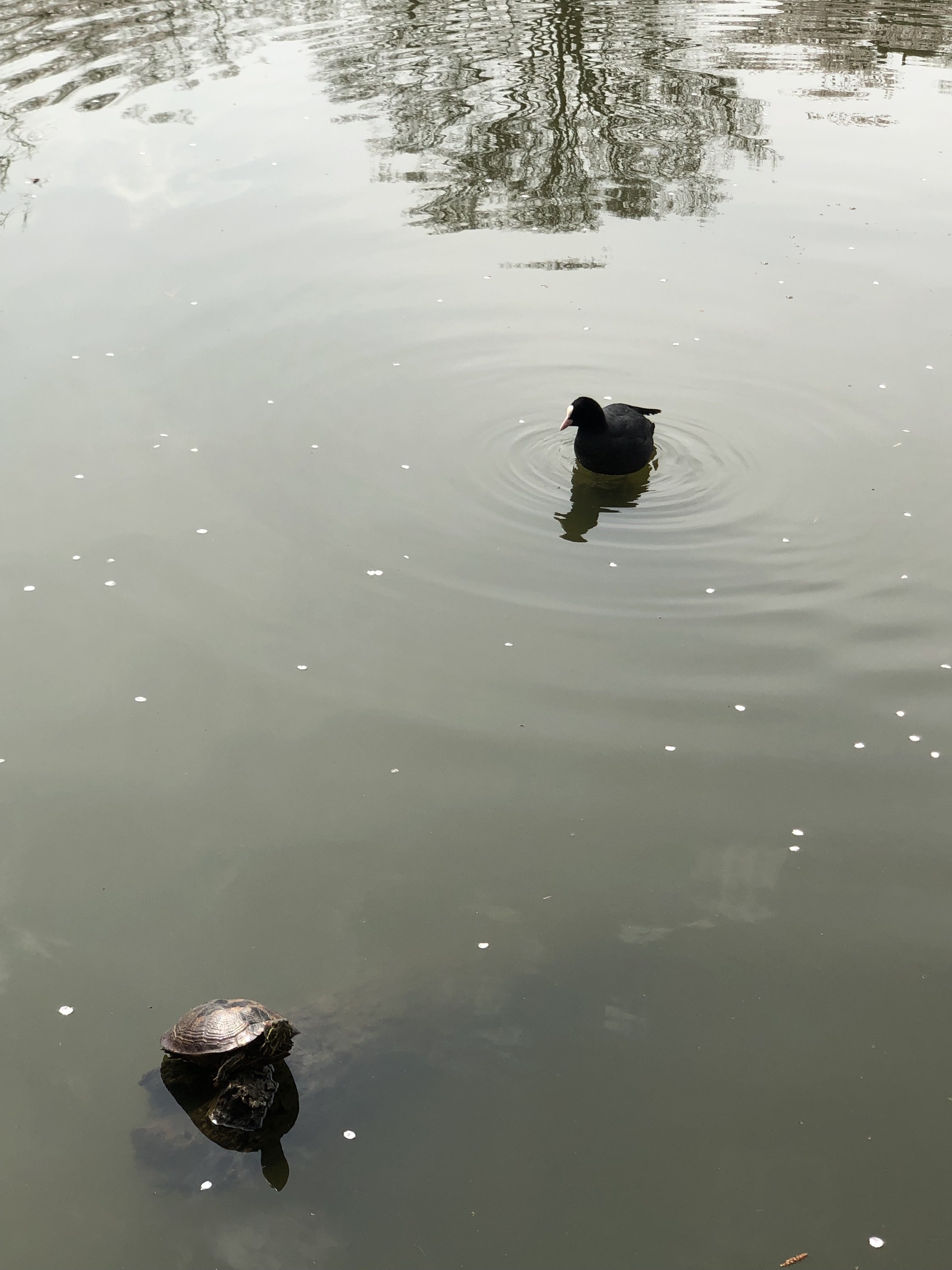 亀と鴨と桜の花びらと僕｜OFFICE NAMEKO