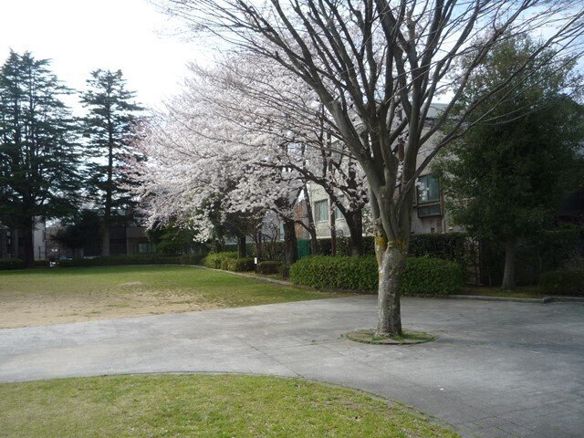 桜の花がきれいです｜koichi sugihara｜note