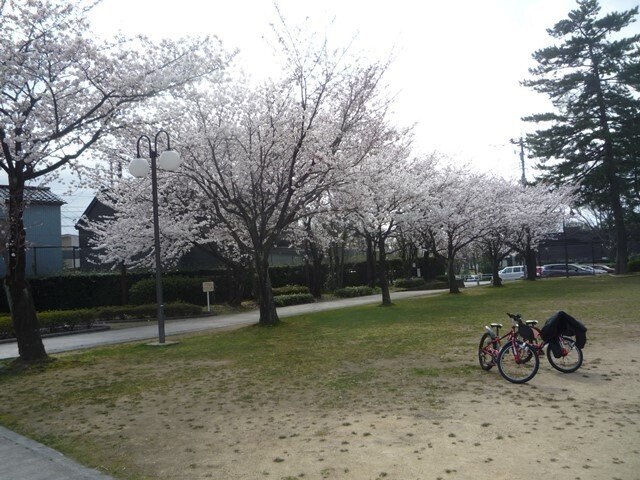 桜の花がきれいです｜koichi sugihara｜note