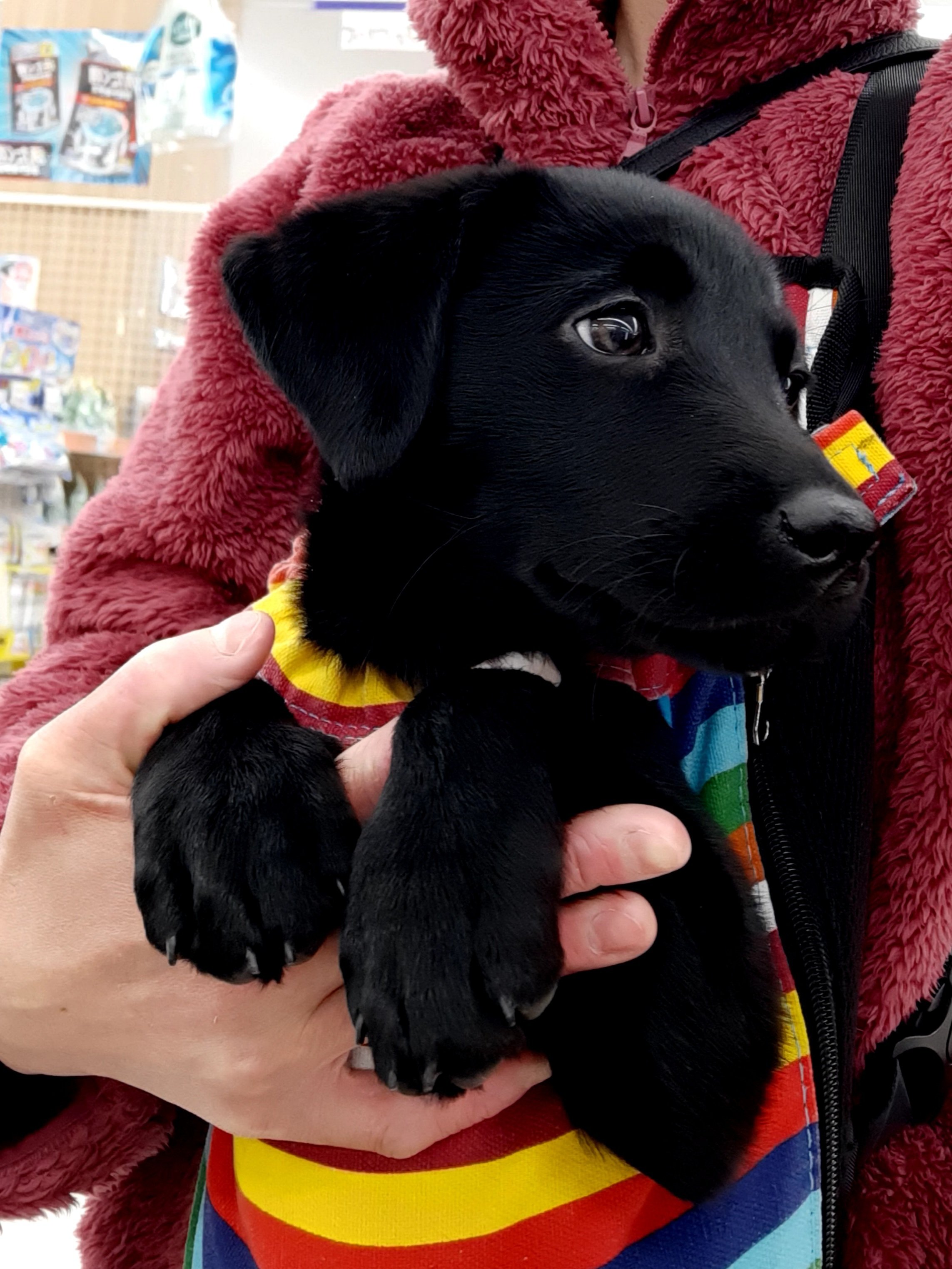 犬・癒し｜rupi｜note