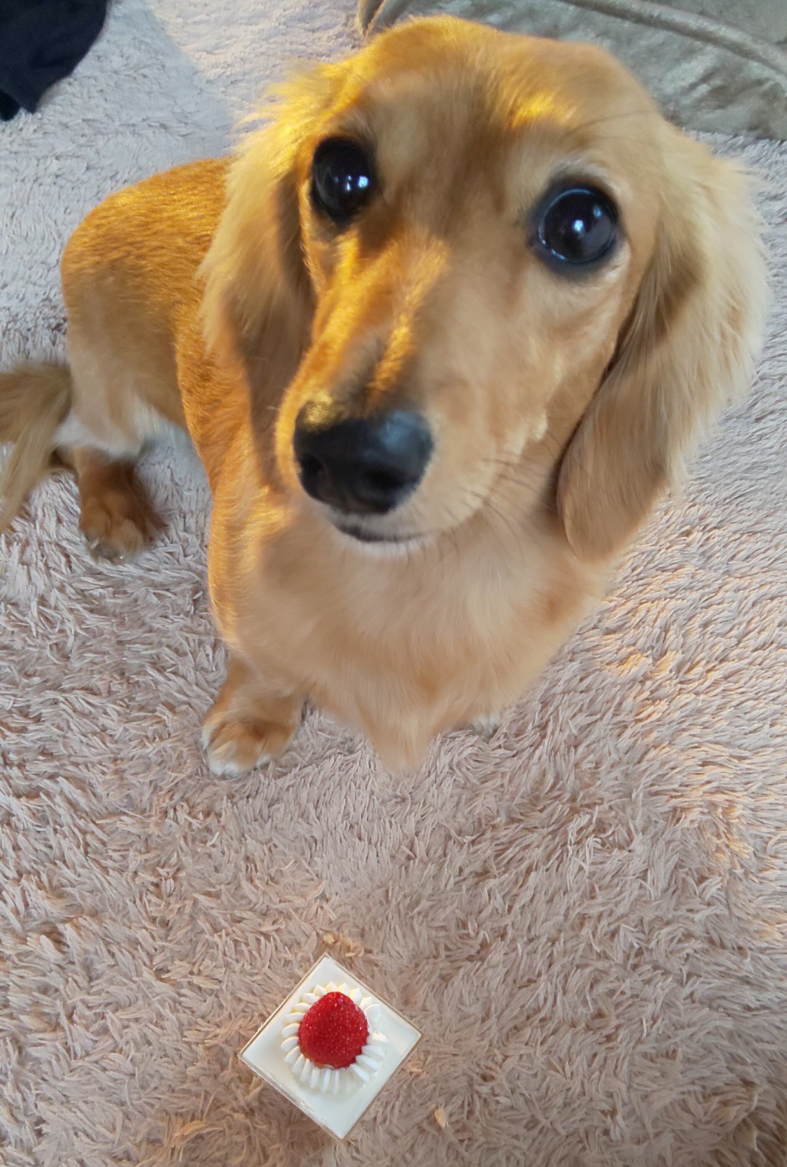 アフタヌーンティー？？ ミニチュアダックスとケーキ｜rupi｜note