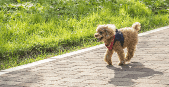 動物と暮らす。 Vol.30｜HEKA Petlife株式会社