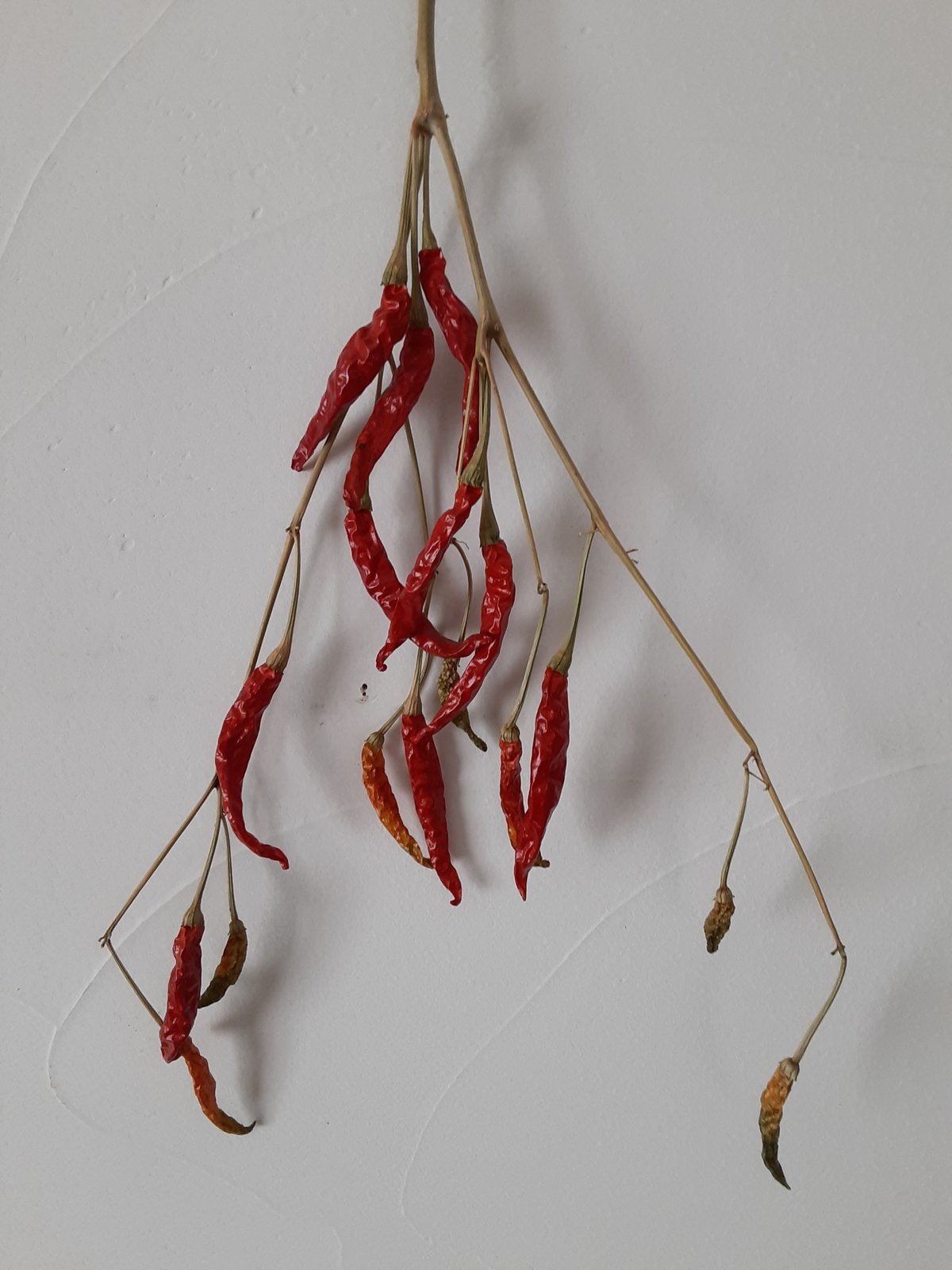 Caps. というレメディ rm8｜Holistic Room はしわたし