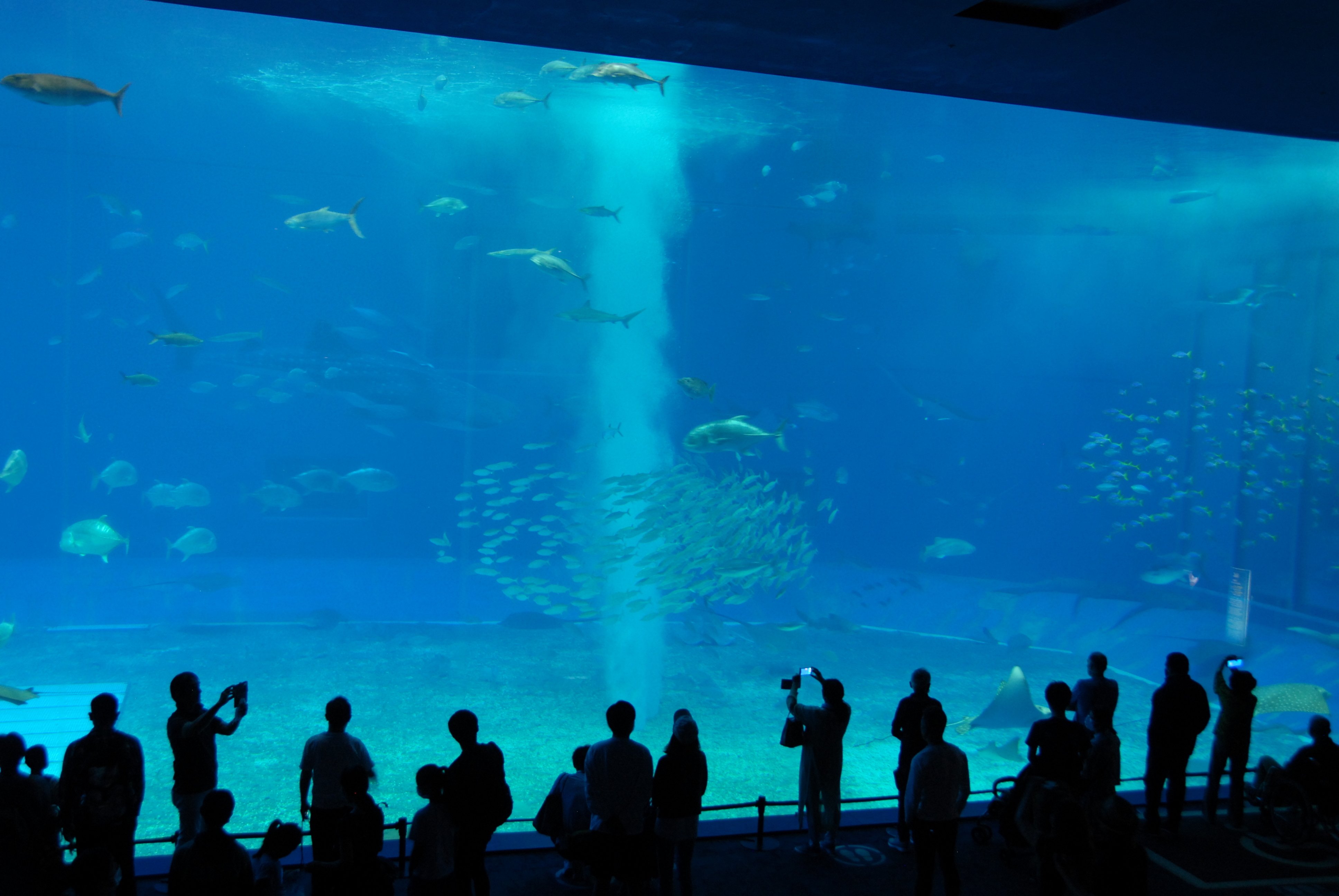 美ら海水族館｜38gi.ryu