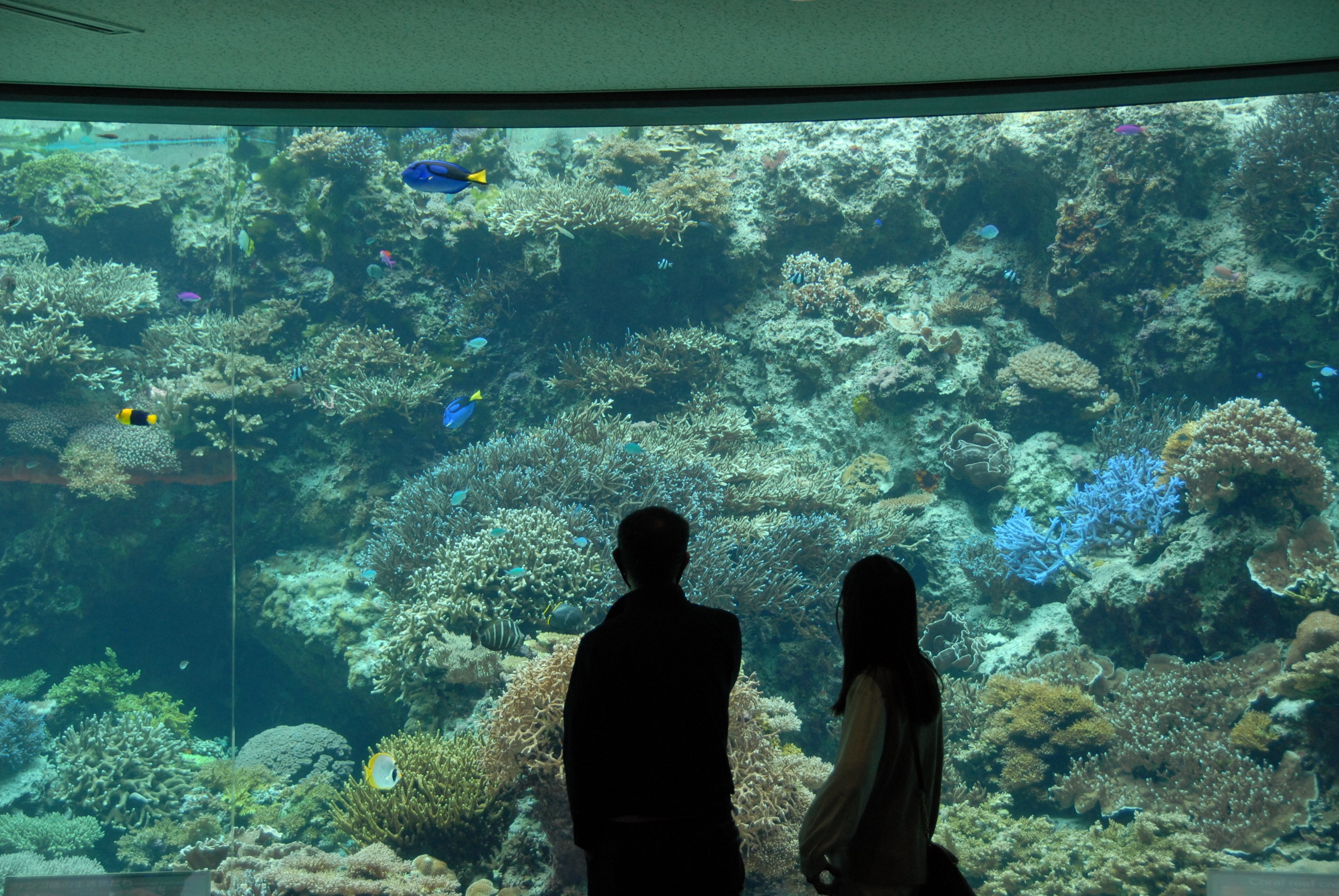 美ら海水族館｜38gi.ryu