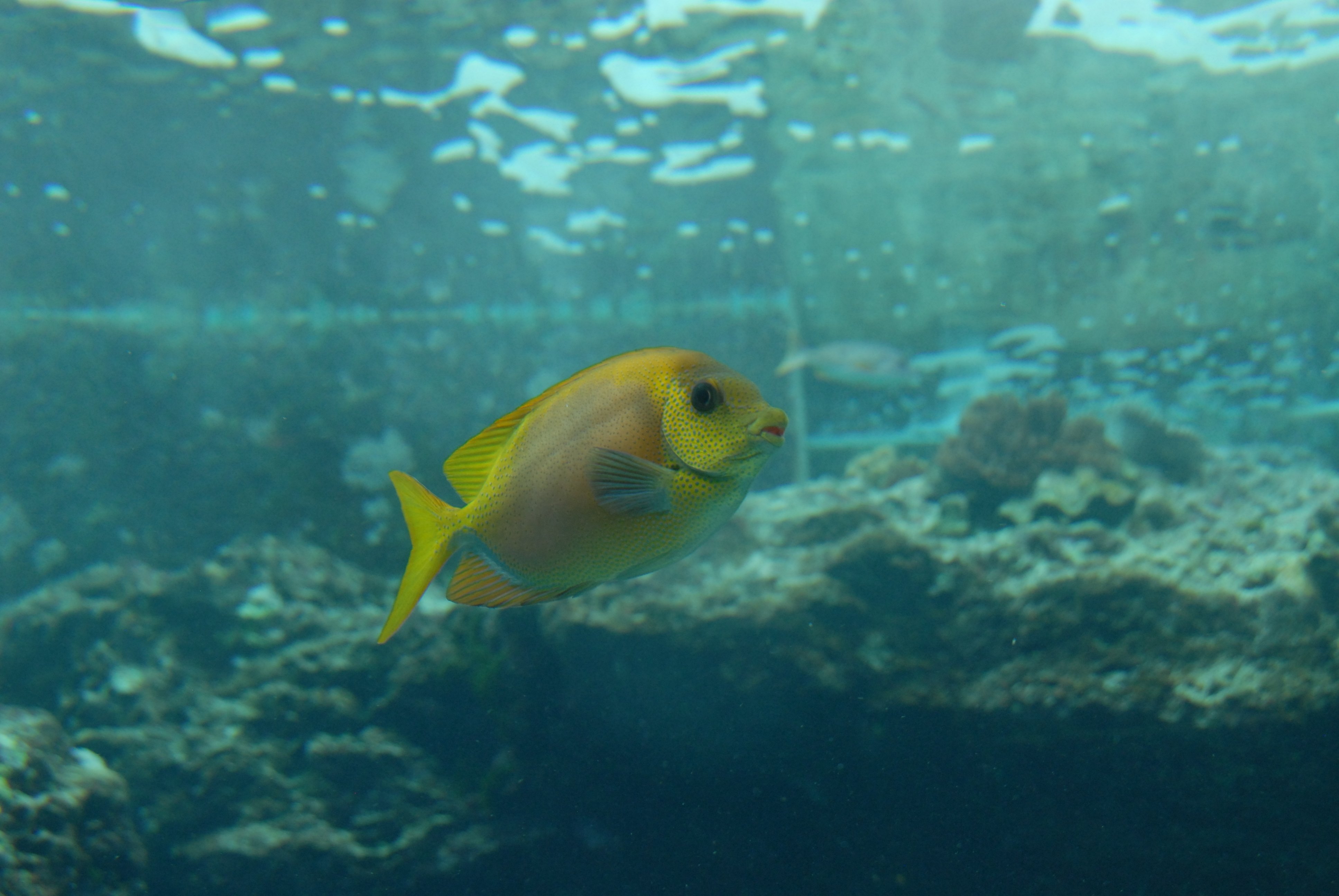 美ら海水族館｜38gi.ryu