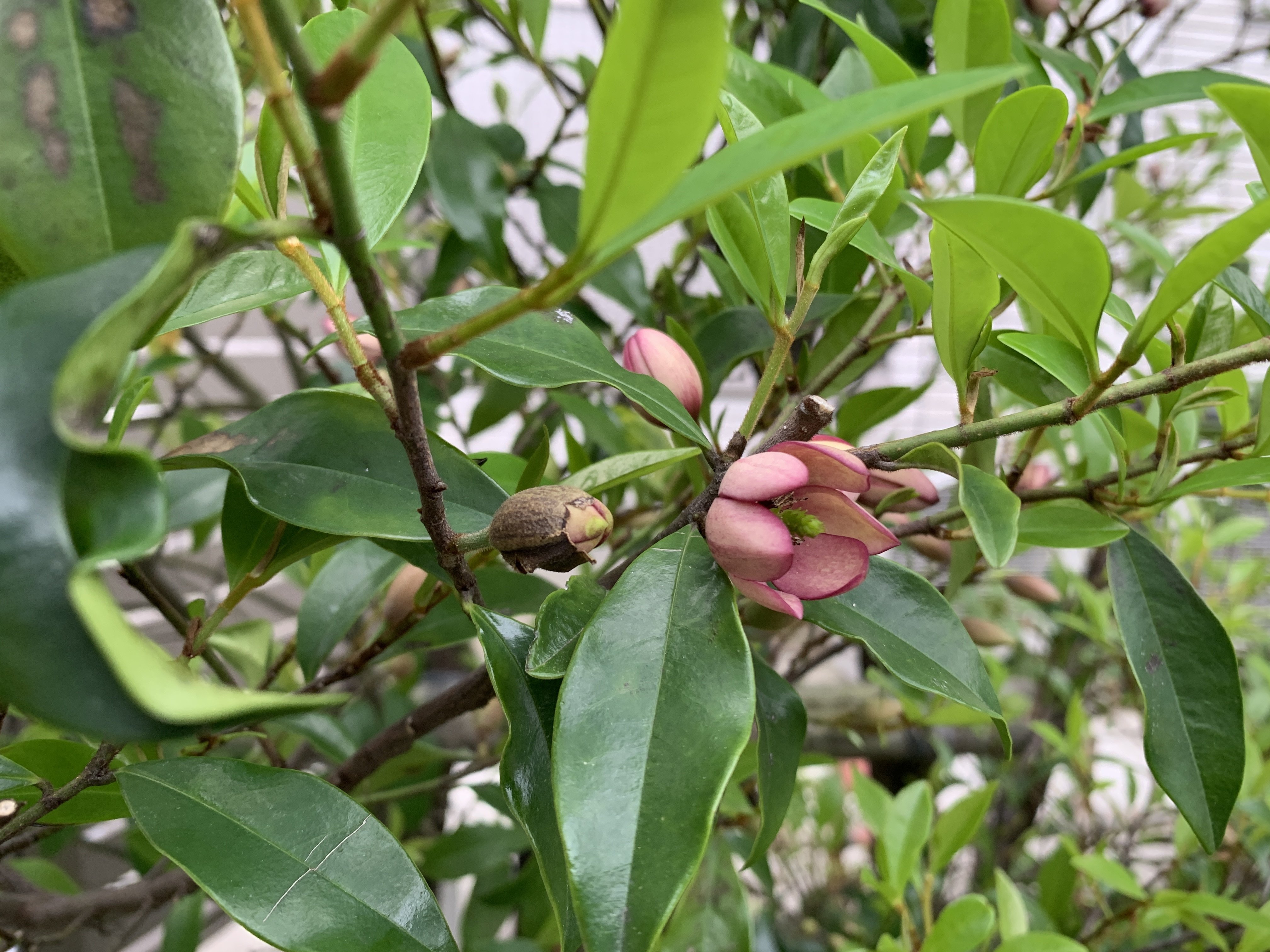 下北沢（小田急線・京王井の頭線）界隈、お散歩 いい季節｜eiichirho_inui