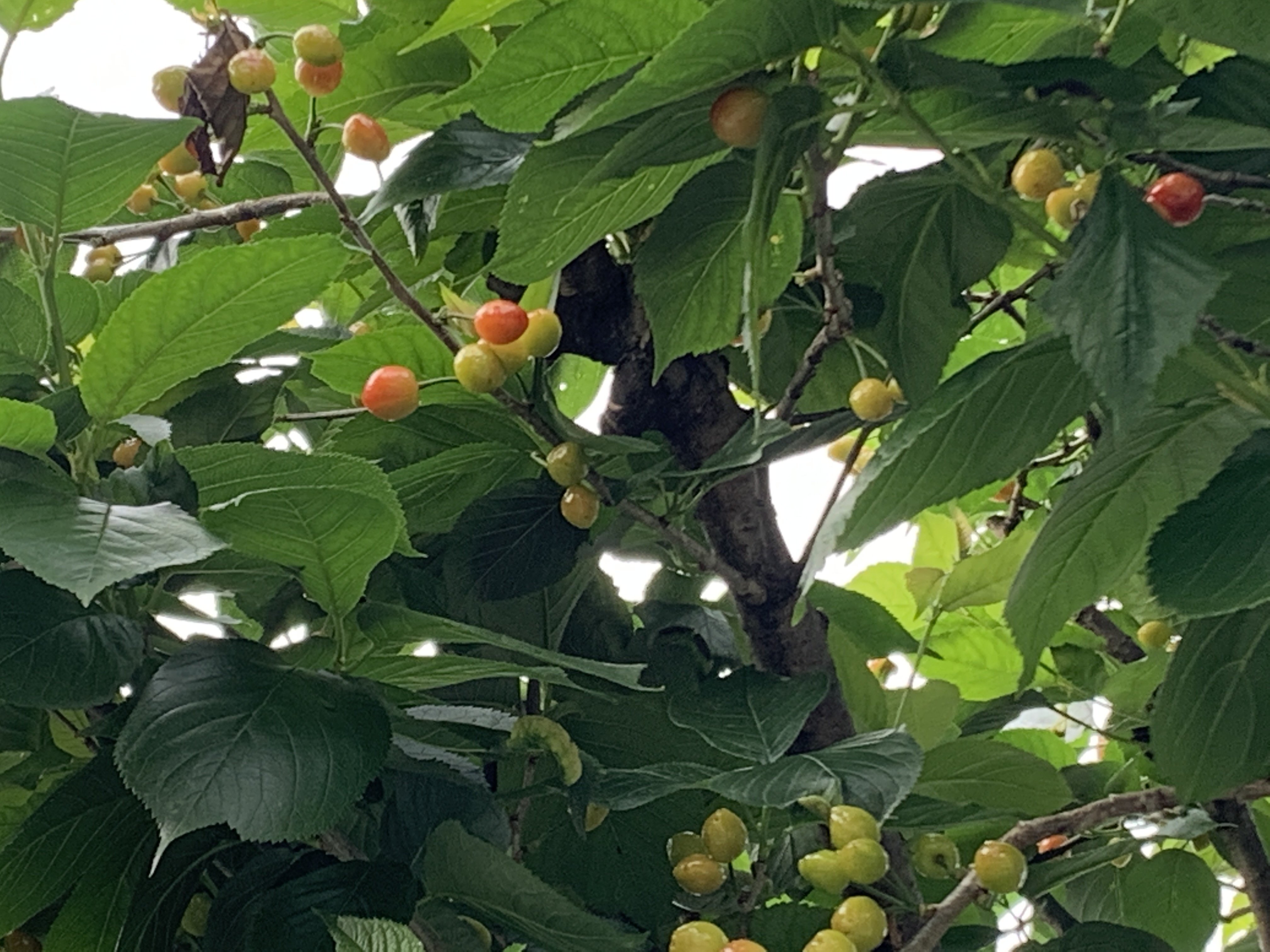 下北沢（小田急線・京王井の頭線）界隈、お散歩 いい季節｜eiichirho_inui