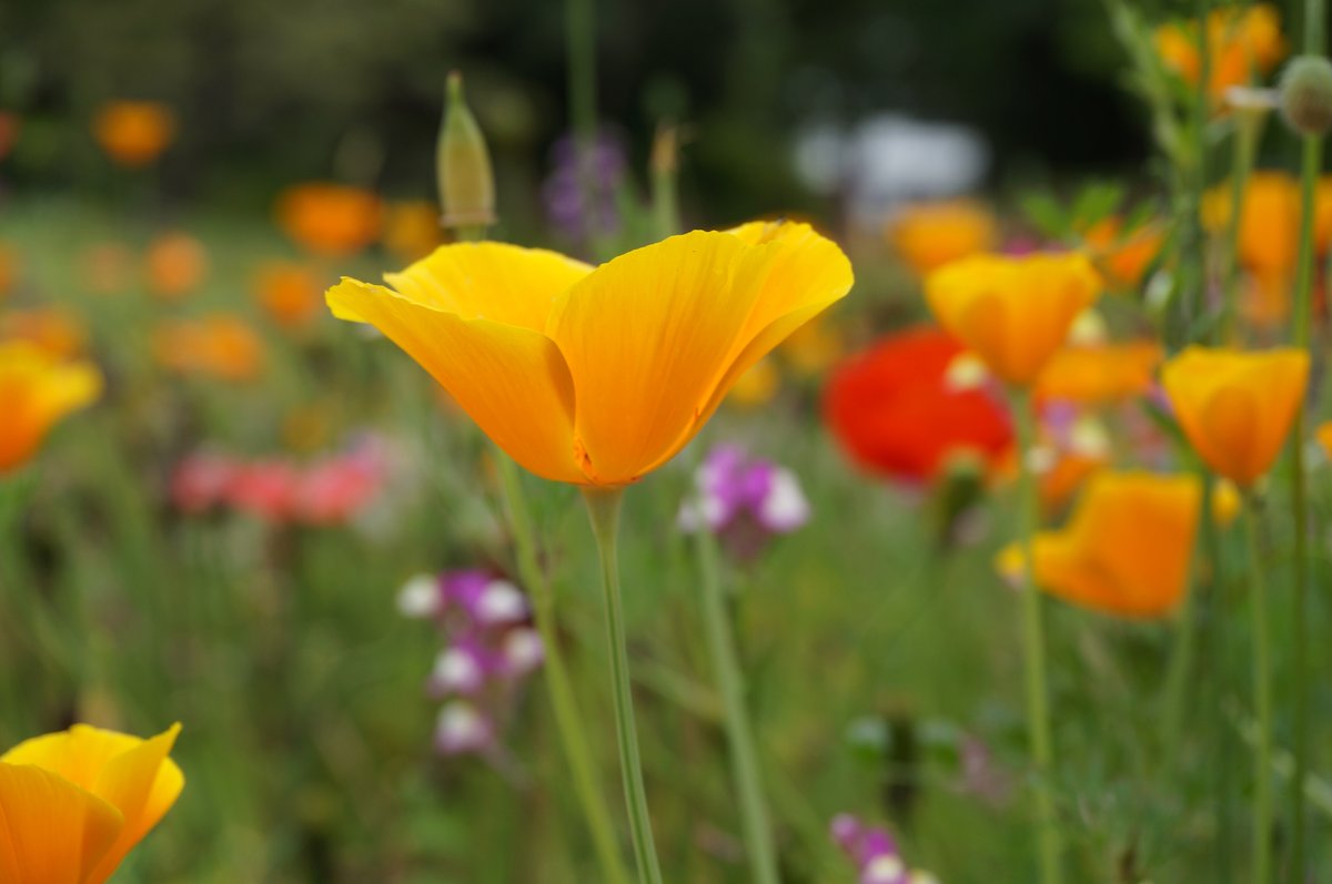 「ボケ」のある写真を撮りました｜MITSUDA Tetsuo