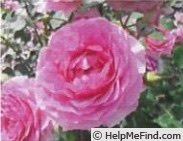 作曲家・音楽関連の名前のバラ2-5｜Takuya Imahori