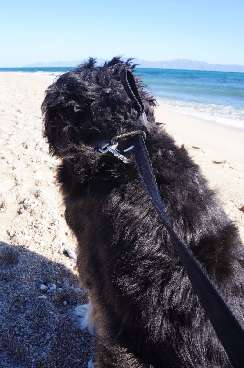 4回目のメキシコキャンプ②くまの大けが｜みかどん（Mikako Hoshi)