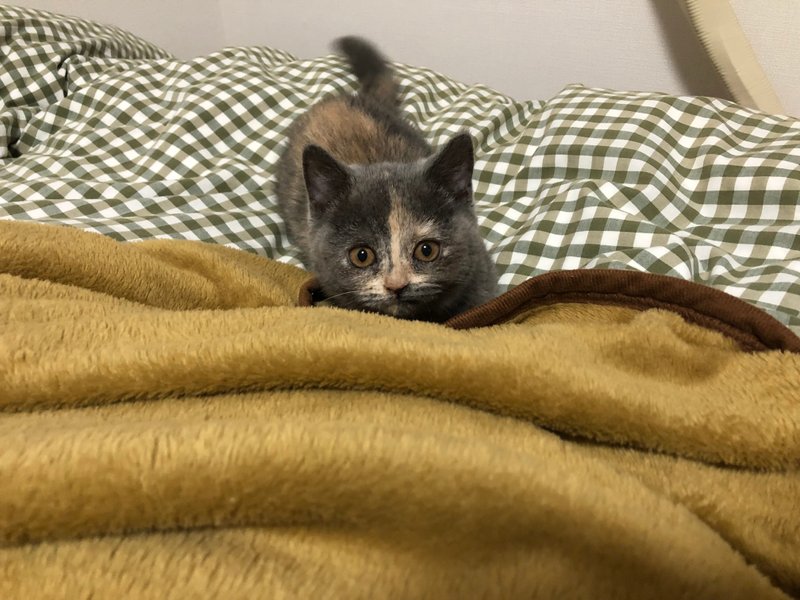 みるめの行動。｜minzaburou