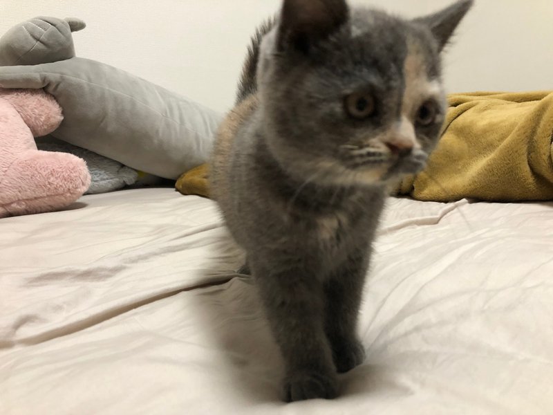 みるめの行動。｜minzaburou