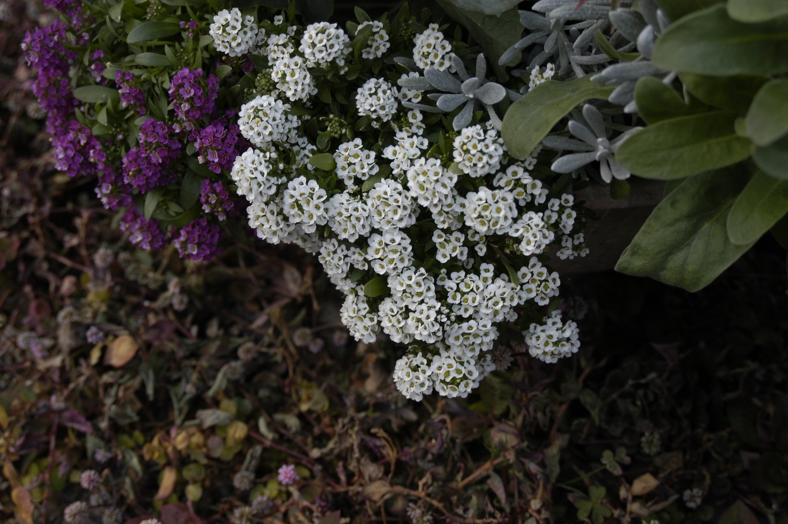 Nikon D100の試写｜Daichi Okamoto