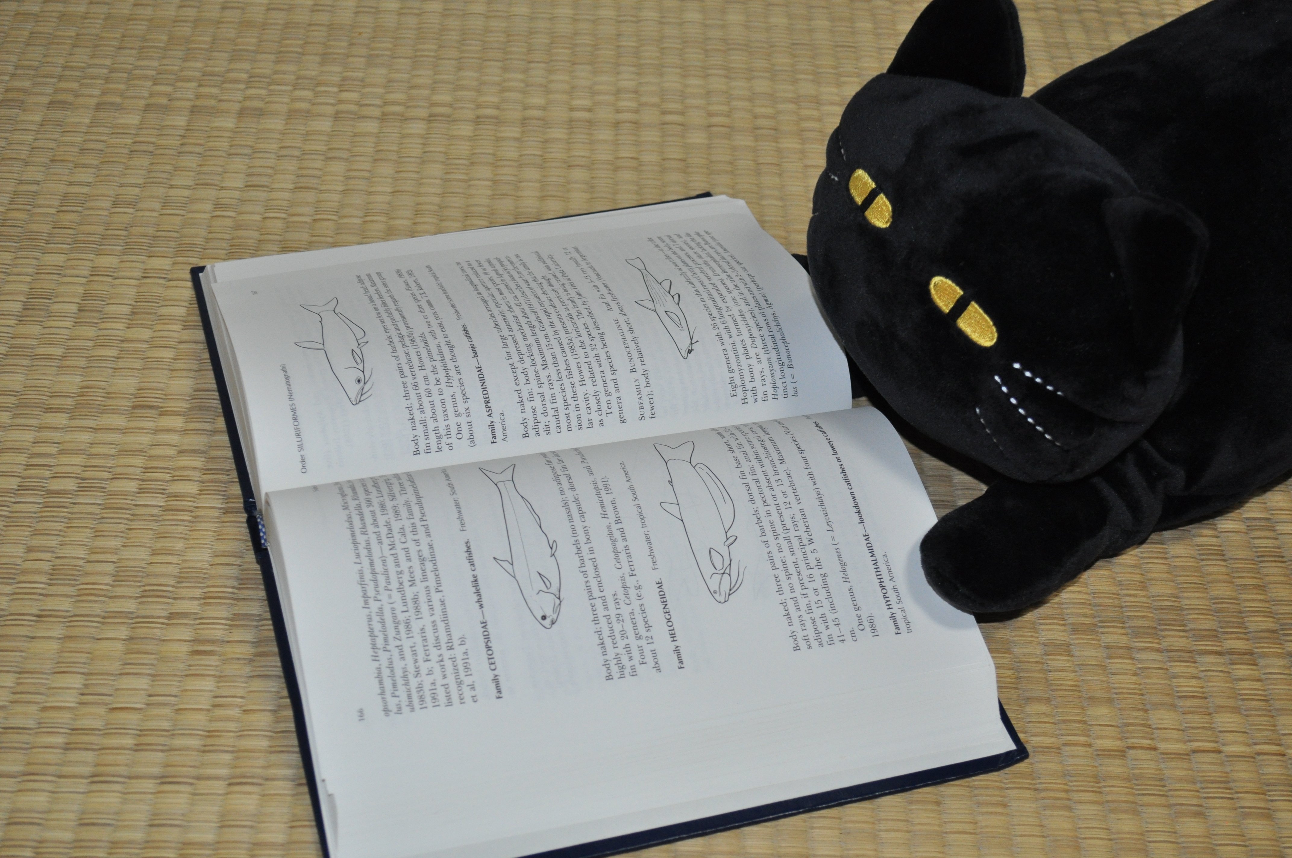 ニトリのネコにいろいろ演じてもらいました Nitori cats in various situations｜MURA Tadasi (村 正)