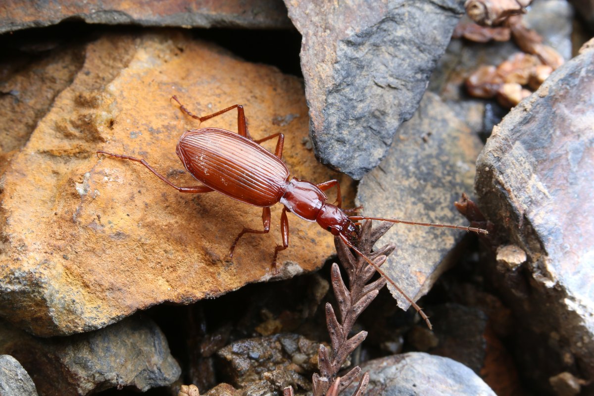 第6回 追憶の地下性昆虫｜ブンイチ（文一総合出版）