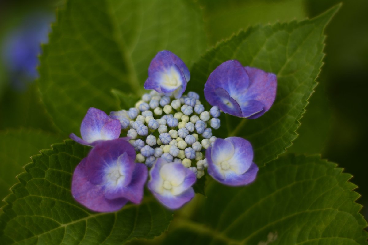 ㊹50単に魅せられて。｜Daichi Okamoto