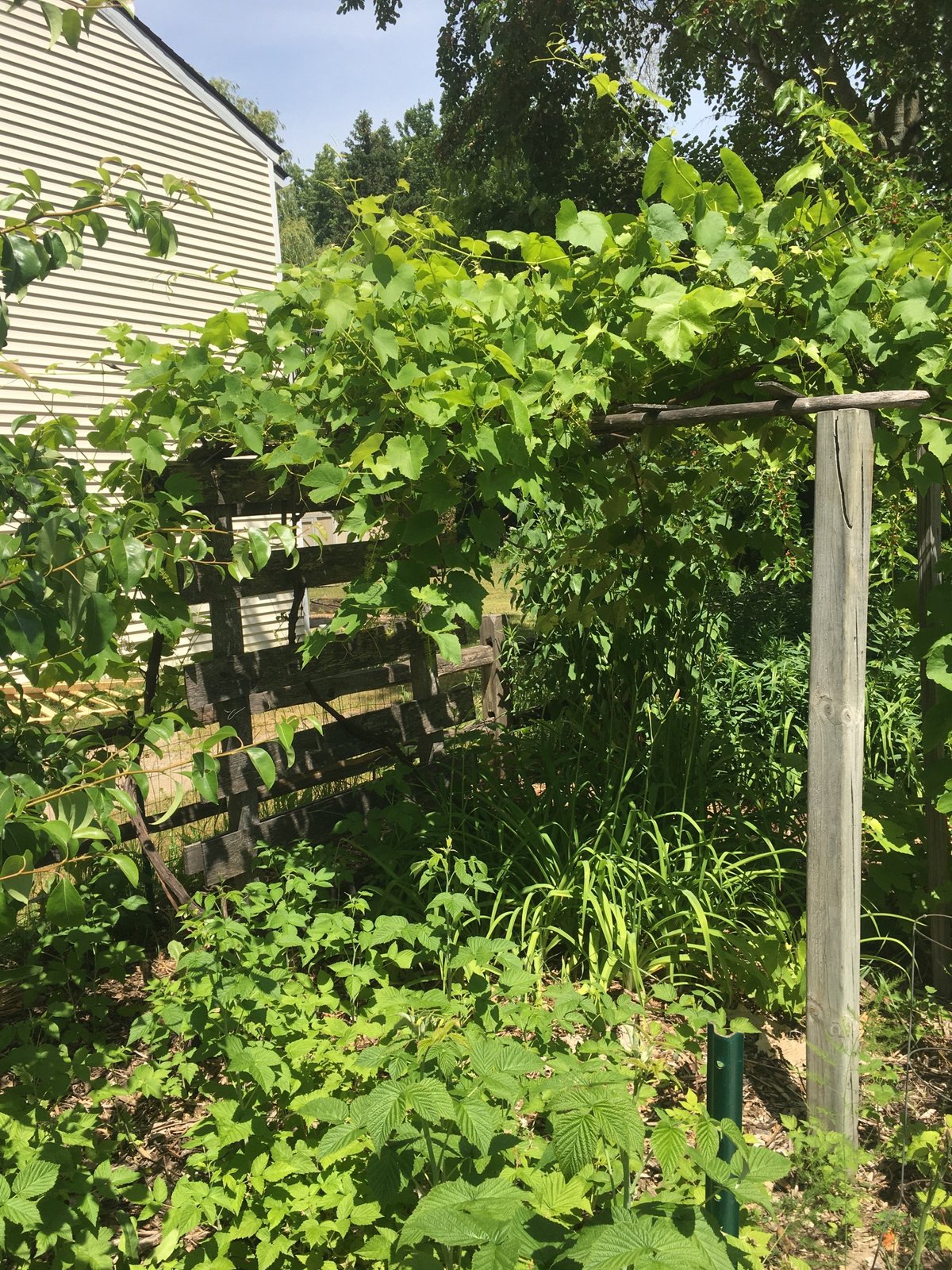 ぶどうさん、順調にグングン大きくなっています｜IROIRO CREATIONS