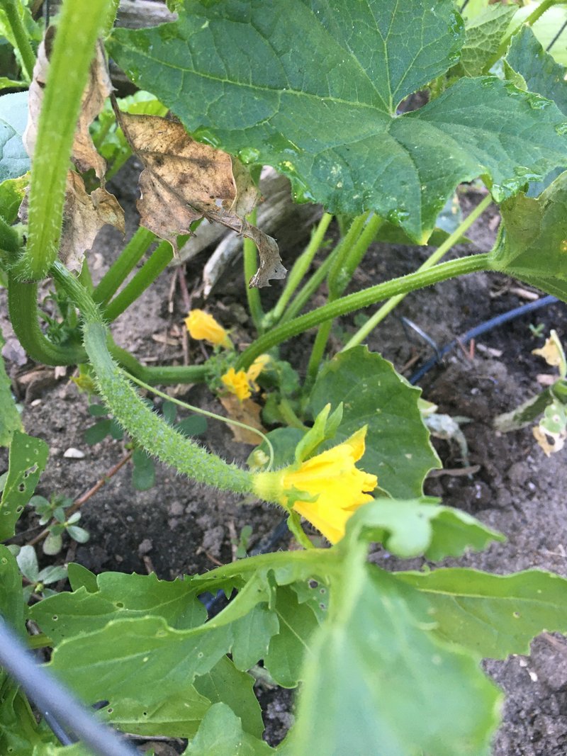 いちご山盛り&きゅうりの赤ちゃん、みっけ！｜IROIRO CREATIONS