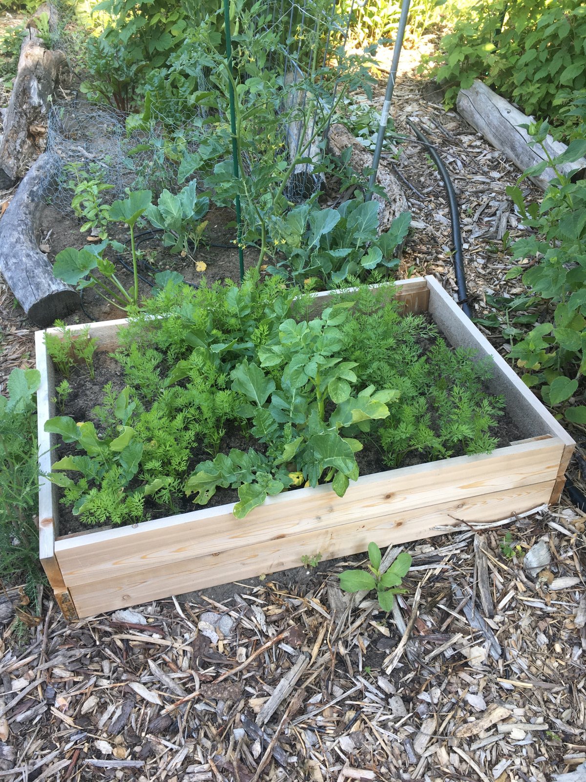 ニヤニヤして作ったRaised bed♡カブを頂きました｜IROIRO CREATIONS