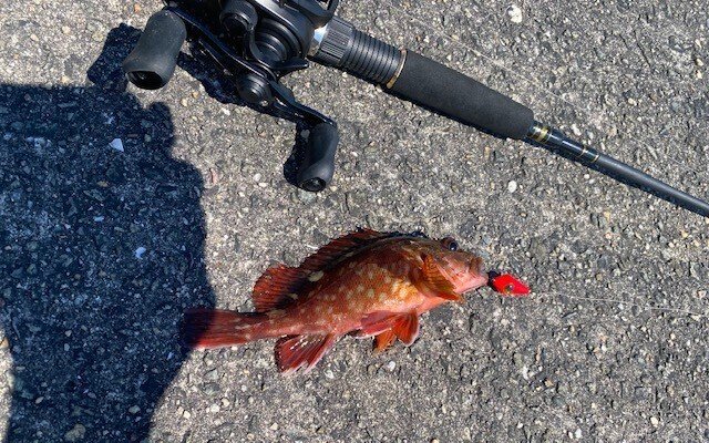 穴釣りにおすすめできるロッド12選！！キジハタ、ウツボや伊勢海老などの大物にも対応できる、コスパ最強ロッドを紹介します！！｜龍キング（釣り）
